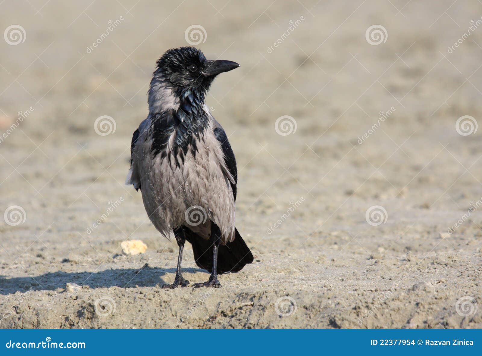 Hooded Crow stock photo. Image of raven, species, corvus - 22377954