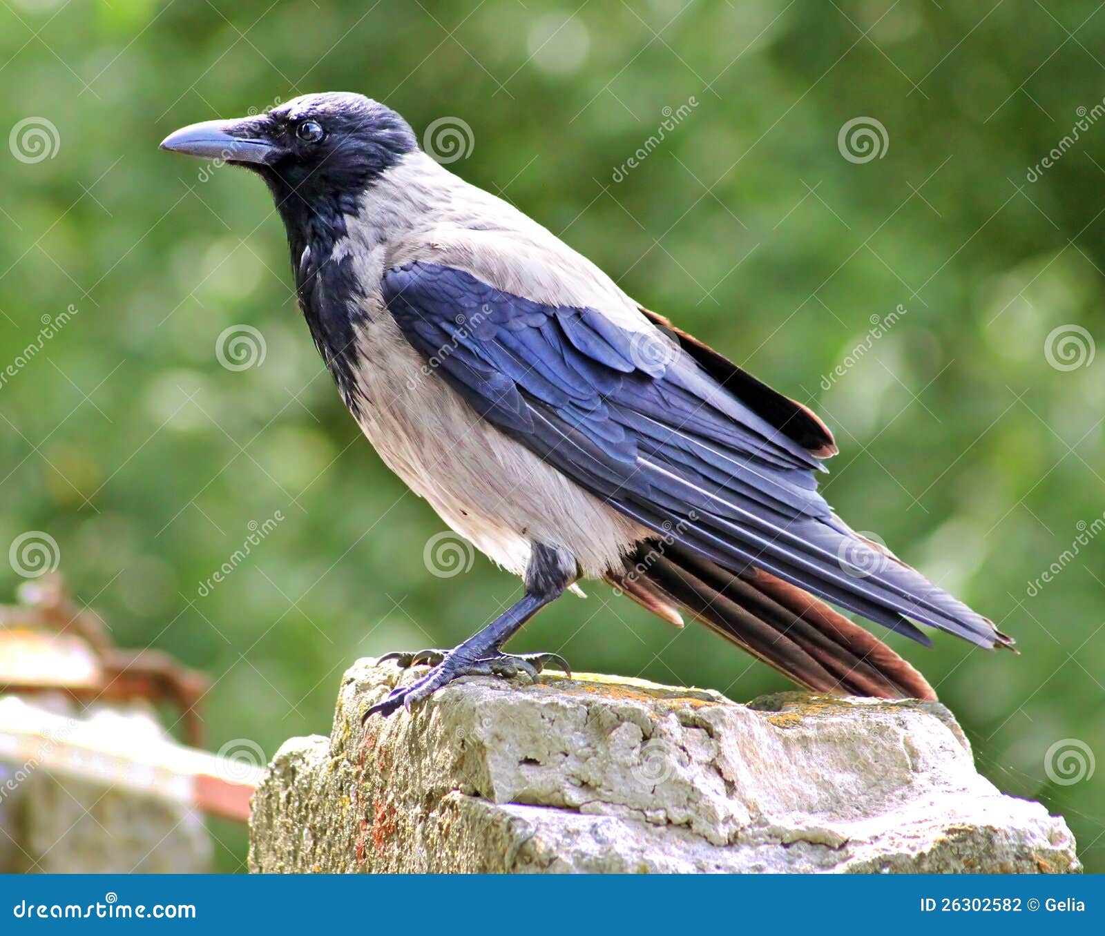 Hooded Crow stock photo. Image of beak, brown, corvus - 26302582