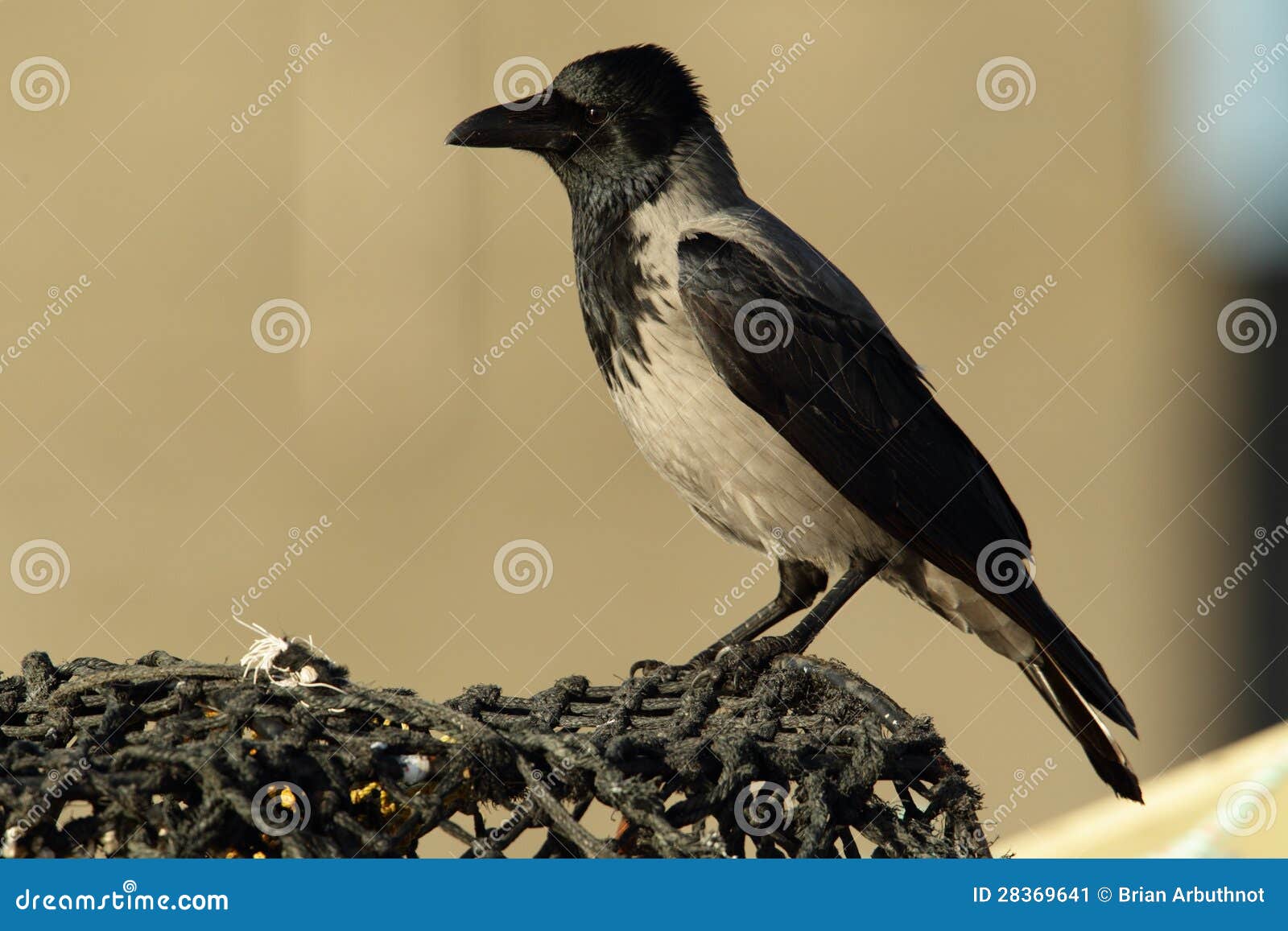 Hooded crow. stock image. Image of feathers, bird, black - 28369641