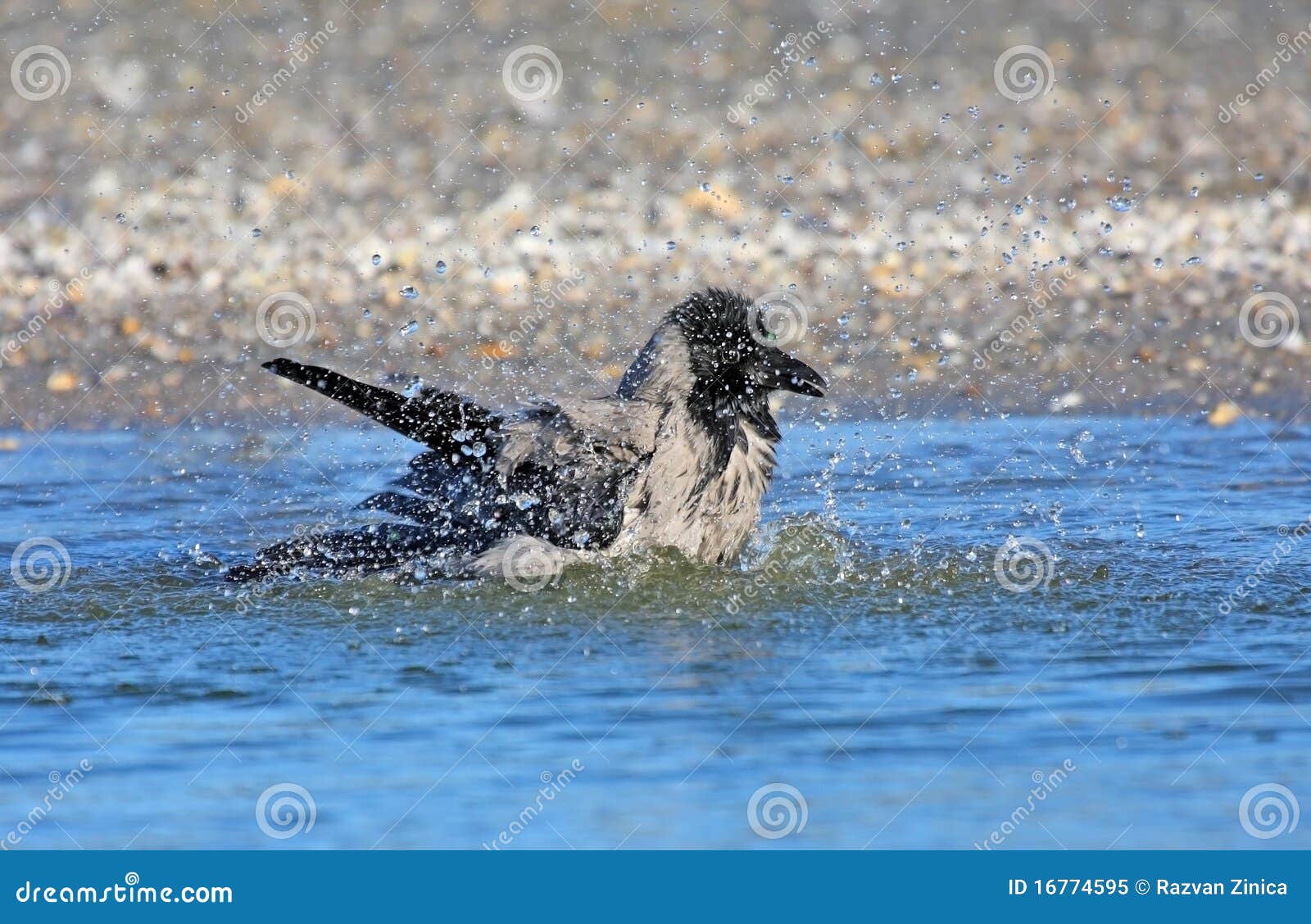 Hooded crow bathing stock image. Image of drops, water - 16774595
