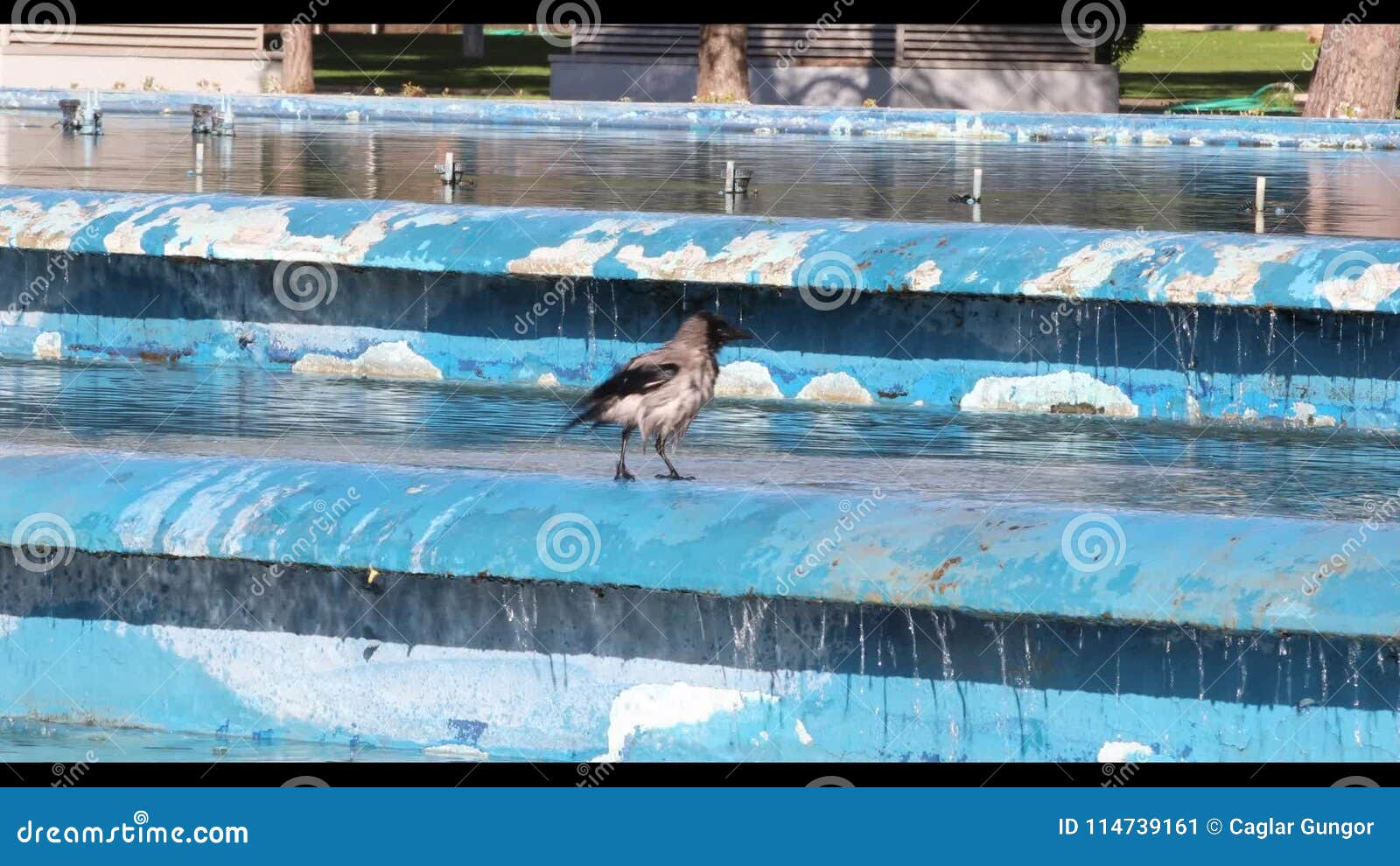 Get to Know the Birds of Turkey - 76 - Hooded Crow - Dreamstime