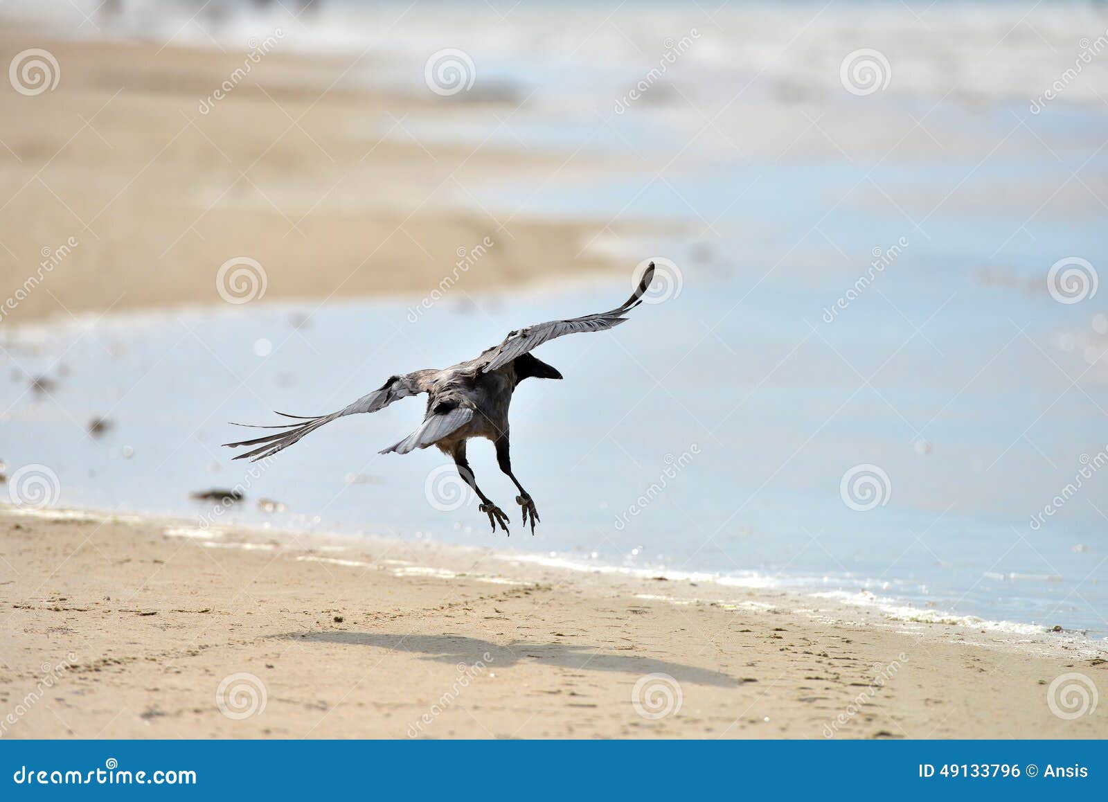 Hooded crow on beach stock photo. Image of animal, ornithology - 49133796