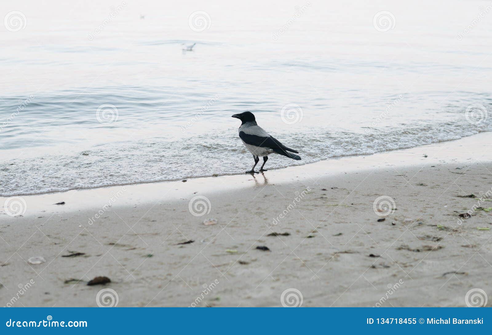Hooded crow on the beach stock image. Image of wildlife - 134718455