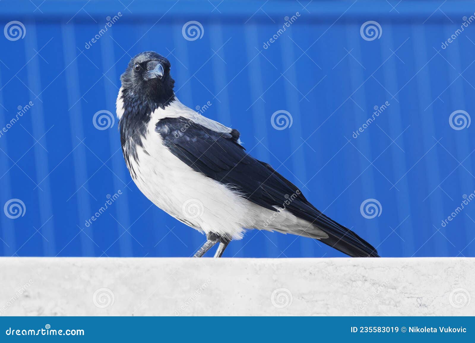 Hooded Crow Bird on Blue Background Stock Image - Image of hooded, wall ...