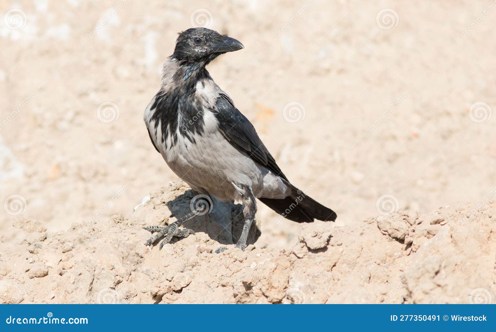 Hooded Crow Bird Perched Atop a Clay-colored Ground Stock Image - Image ...