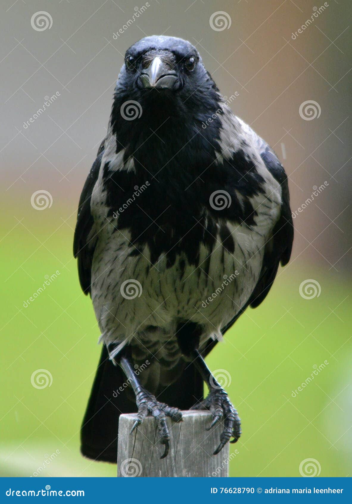 Hooded crow stock photo. Image of nature, wildlife, birds - 76628790