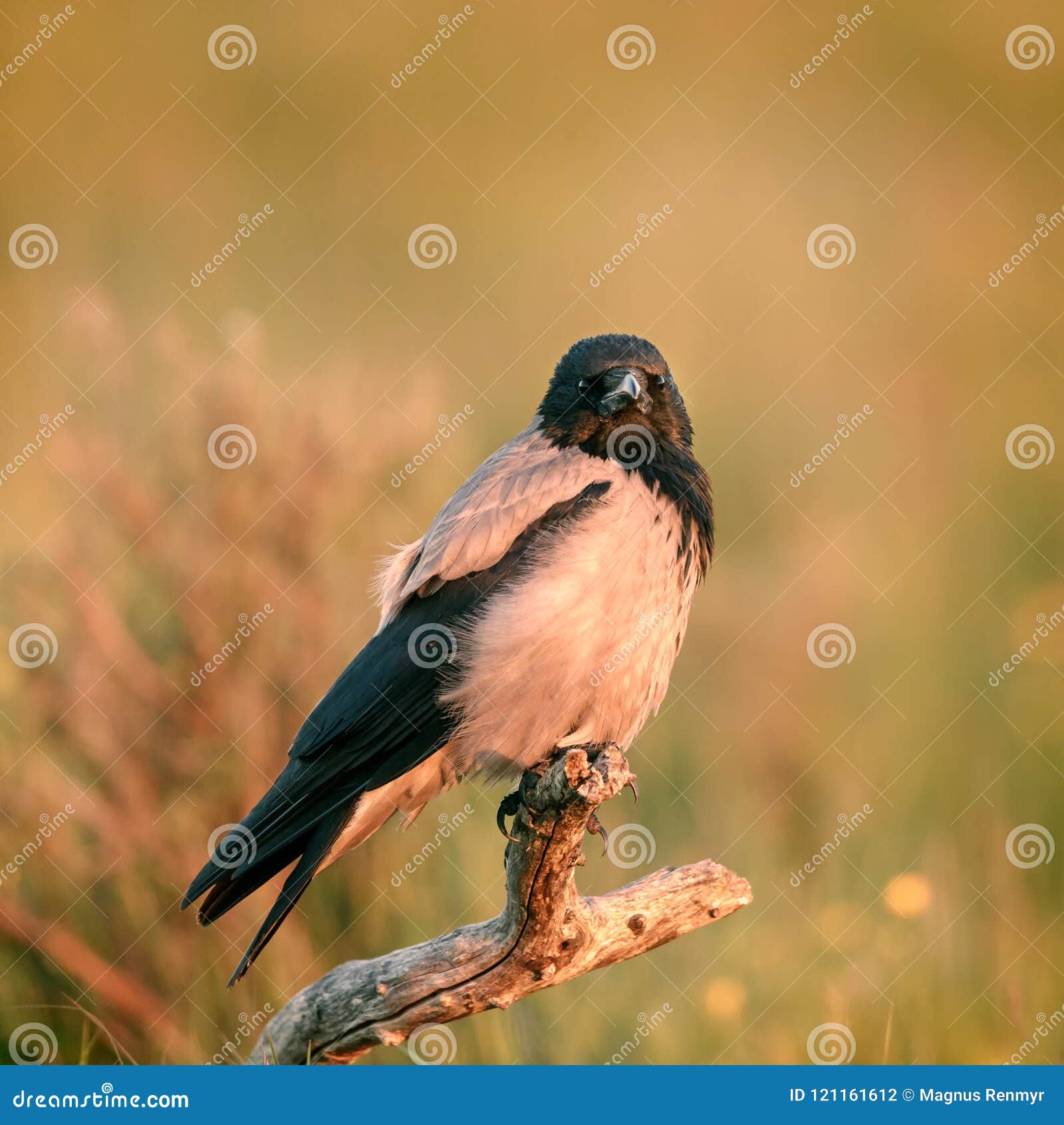 Hooded crow on a branch stock photo. Image of nature - 121161612