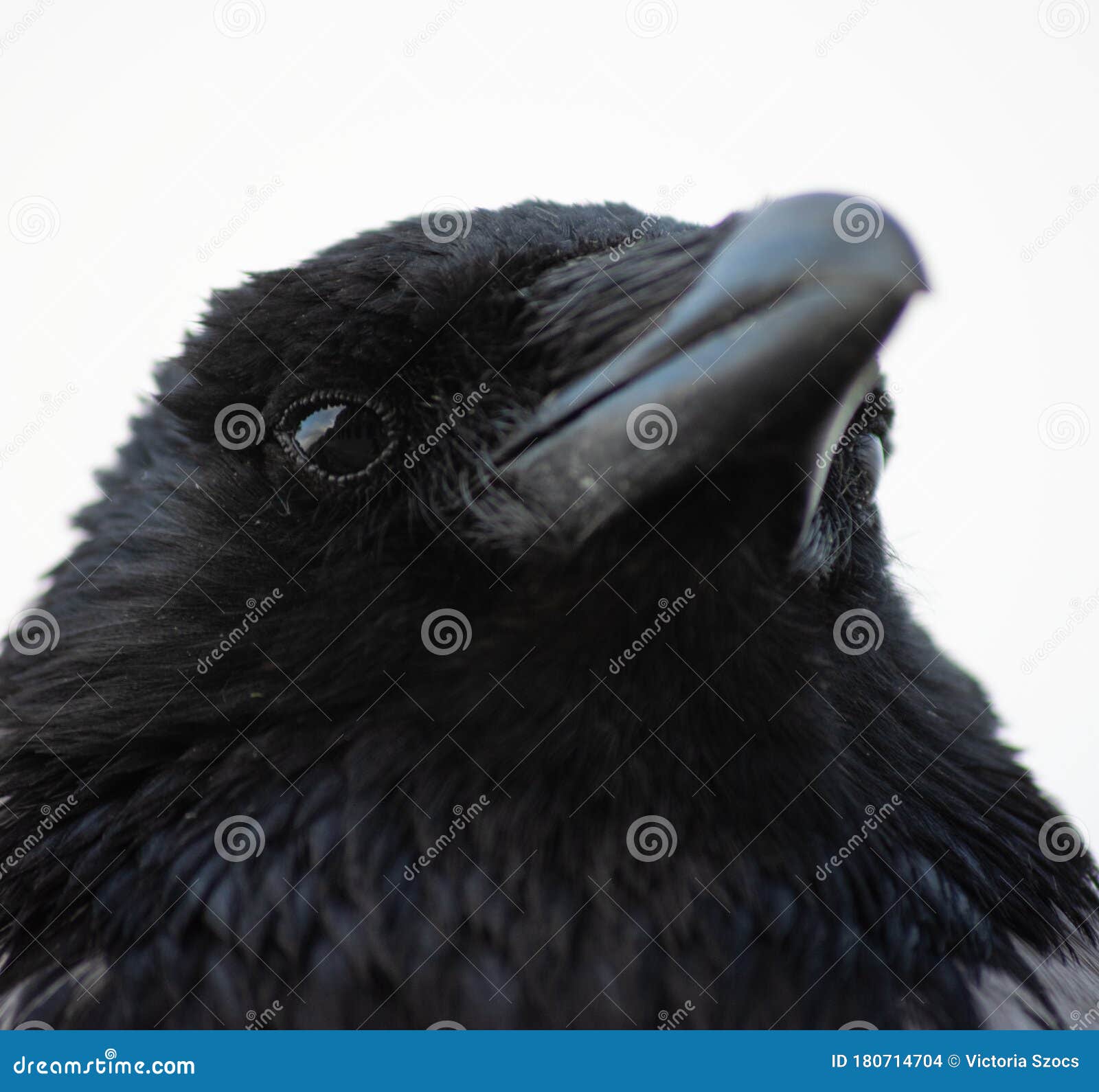 Hooded crow stock photo. Image of nature, springtime - 180714704