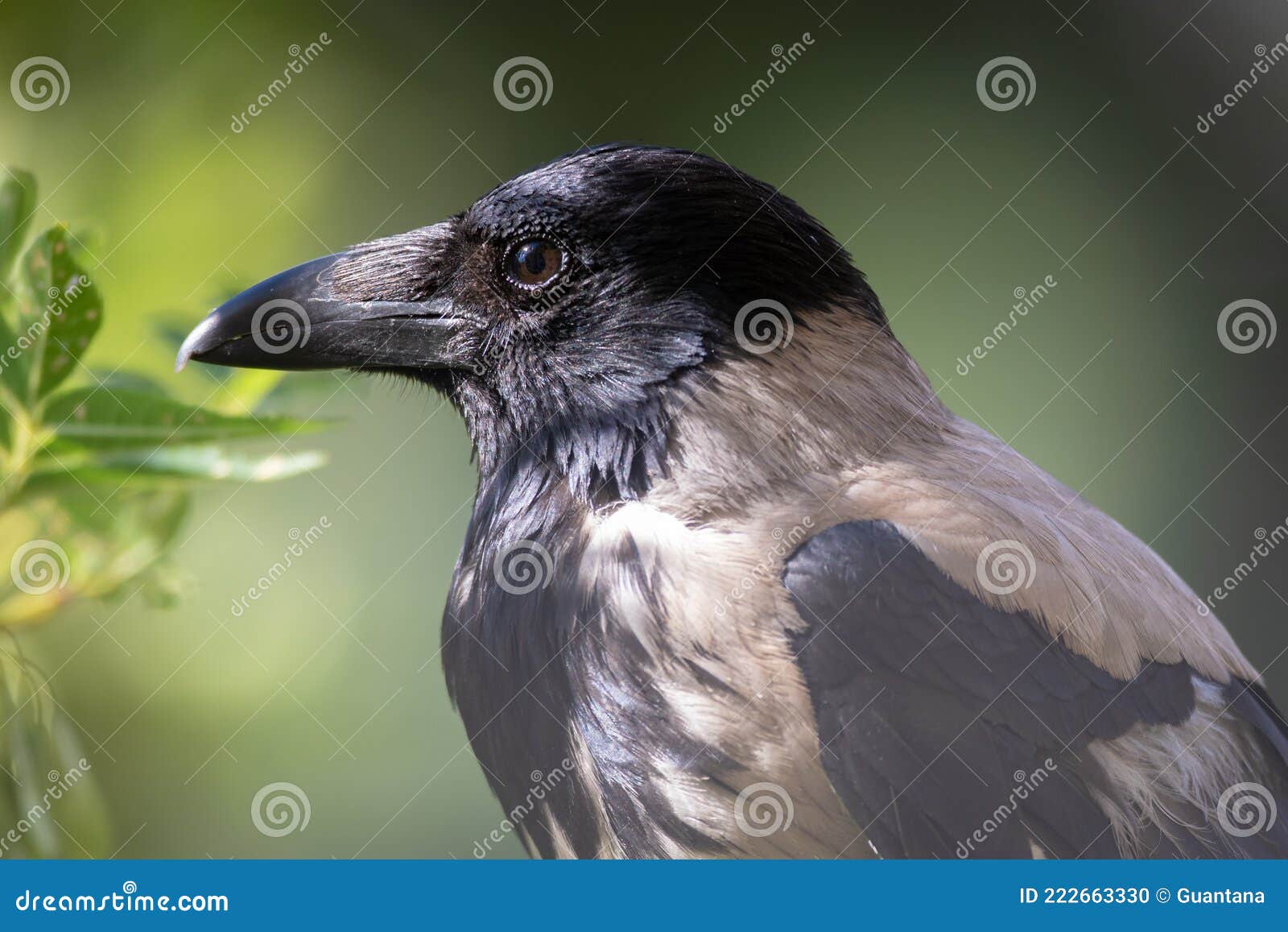Hooded Crow Bird Head Close Up Stock Photo - Image of lawn, corone ...