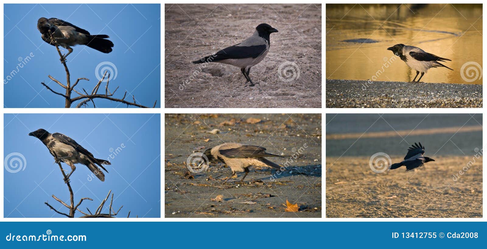 Hooded Crow collage stock image. Image of gray, collage - 13412755