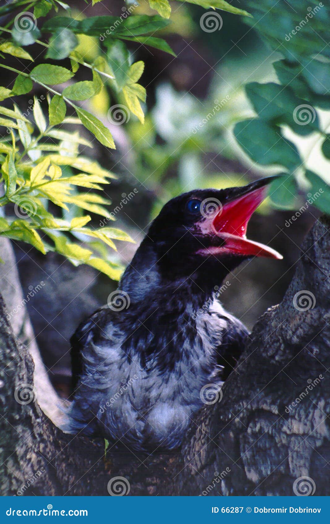 Hooded Crow (Corvus corax) stock image. Image of crow, bird - 66287