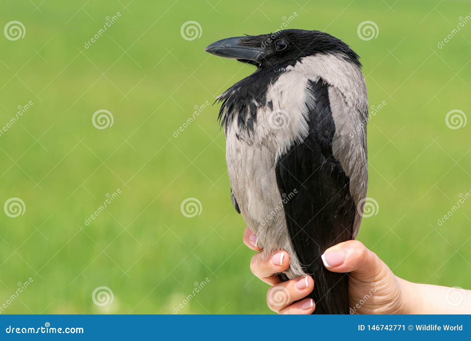 Hooded Crow, Corvus Cornix. Bird in the Hands of Man Stock Image ...