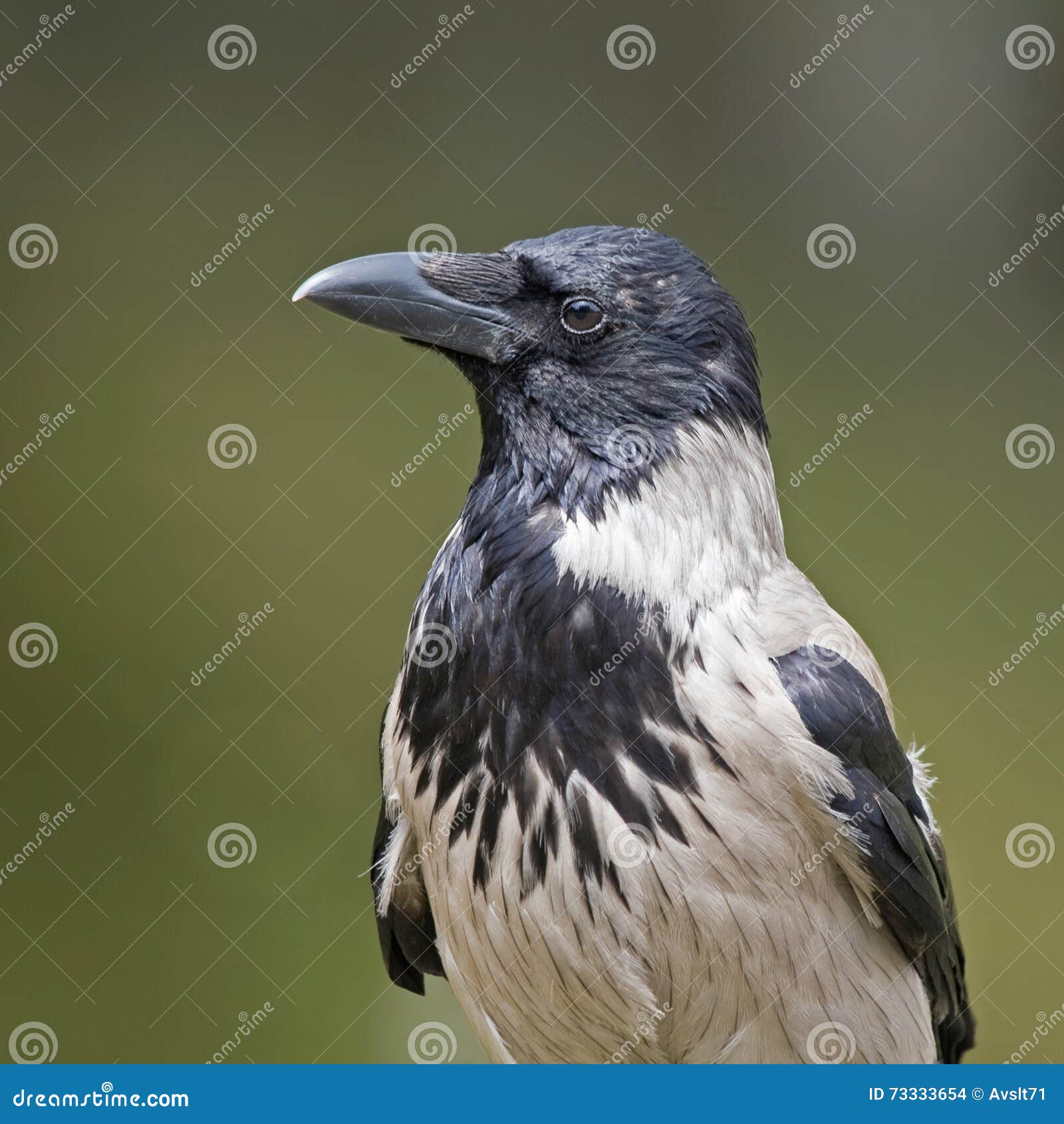 Hooded Crow (Corvus Cornix) Stock Photo - Image of beak, closeup: 73333654