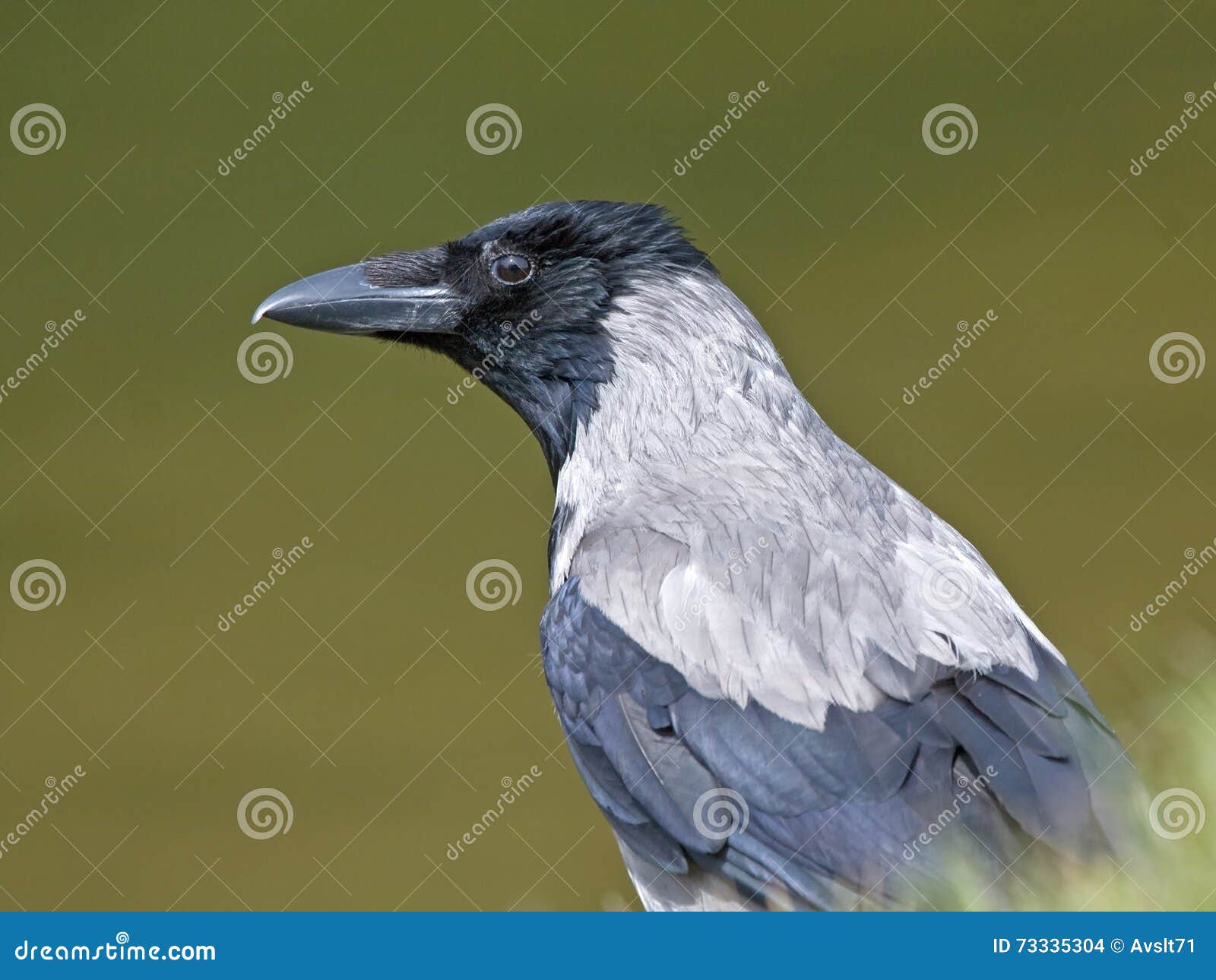 Hooded Crow (Corvus Cornix) Stock Photo - Image of hooded, loud: 73335304