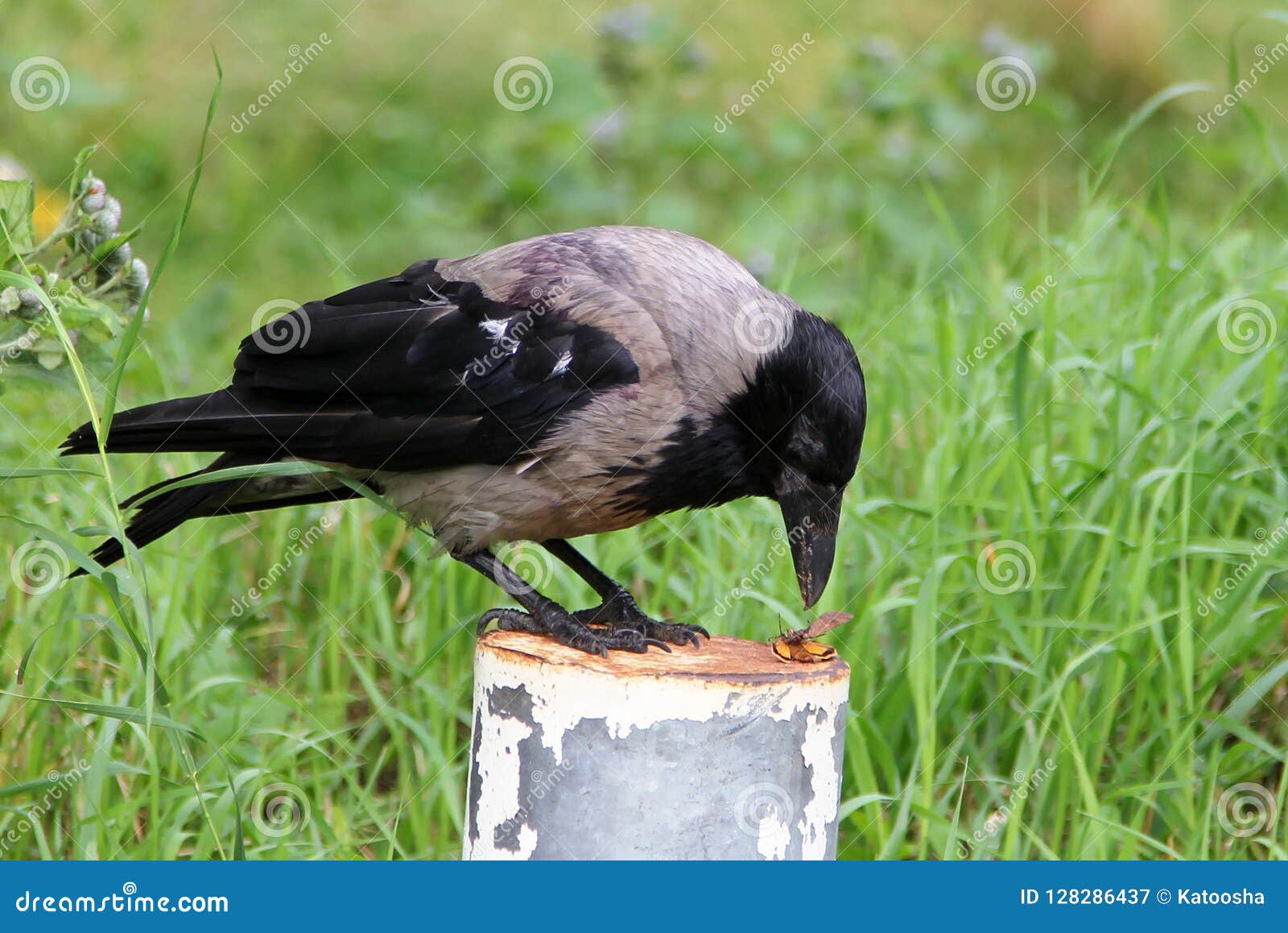 Hooded Crow Corvus Cornix Eating a Beetle Stock Image - Image of male ...