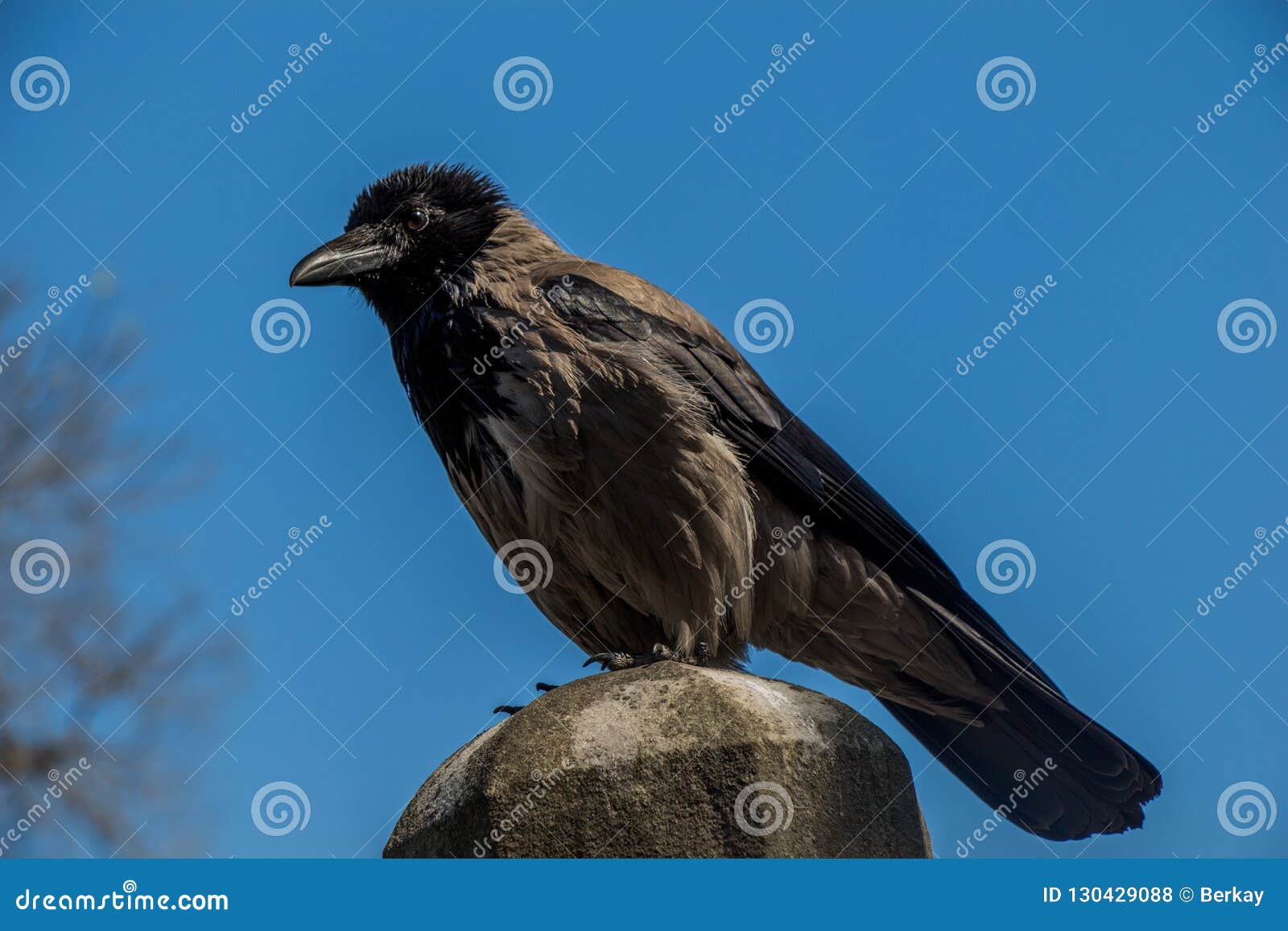 The Hooded Crow Corvus Cornix in the Crow Genus Stock Photo - Image of ...