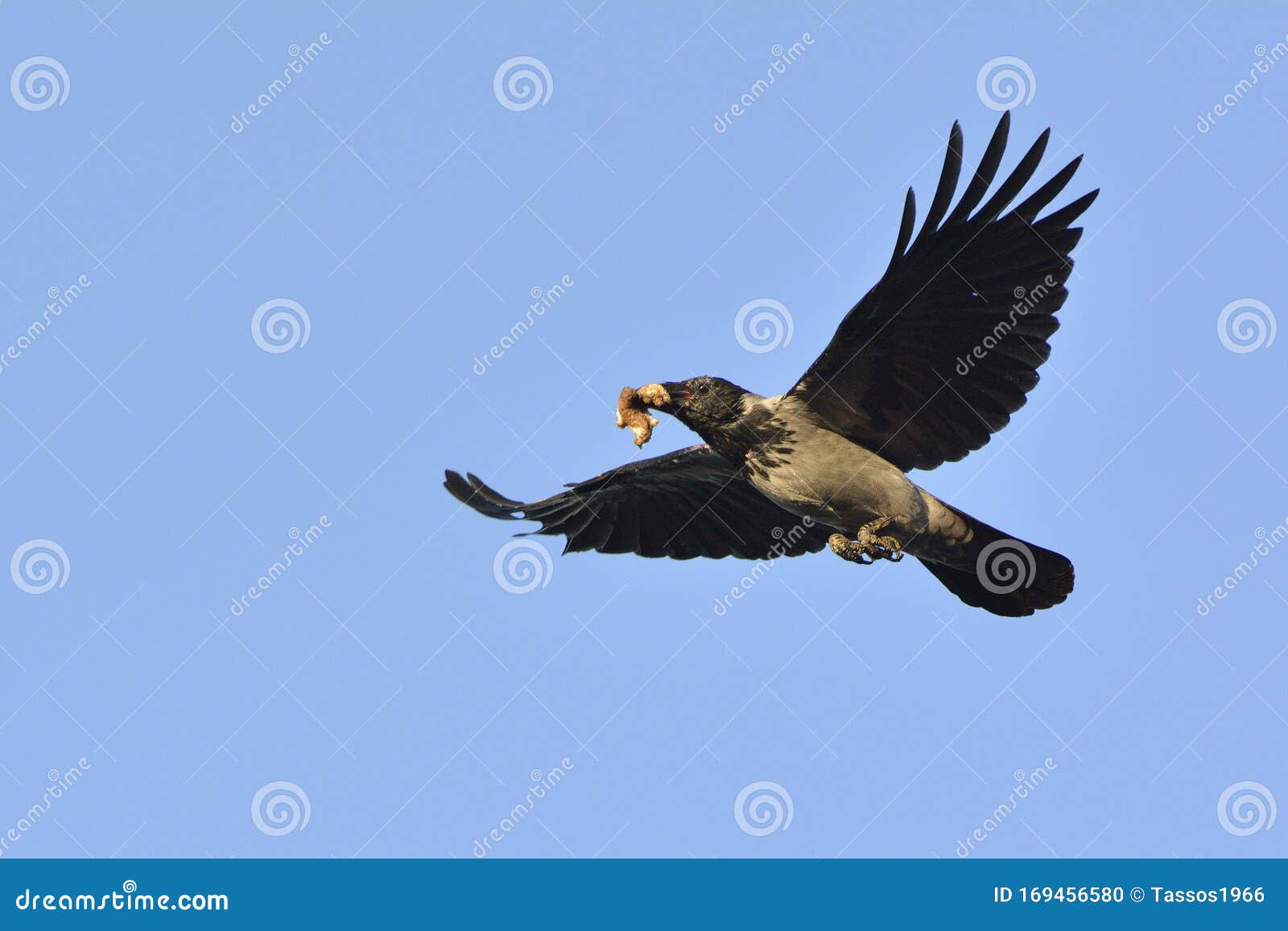 Hooded Crow, Greece stock photo. Image of wild, black - 169456580