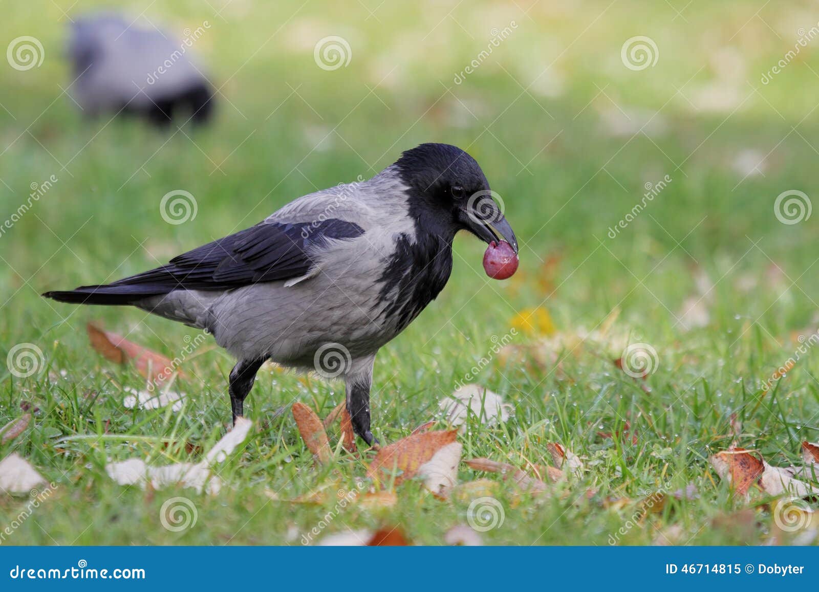 Hooded Crow (Corvus Cornix). Stock Image - Image of corvus, flight ...