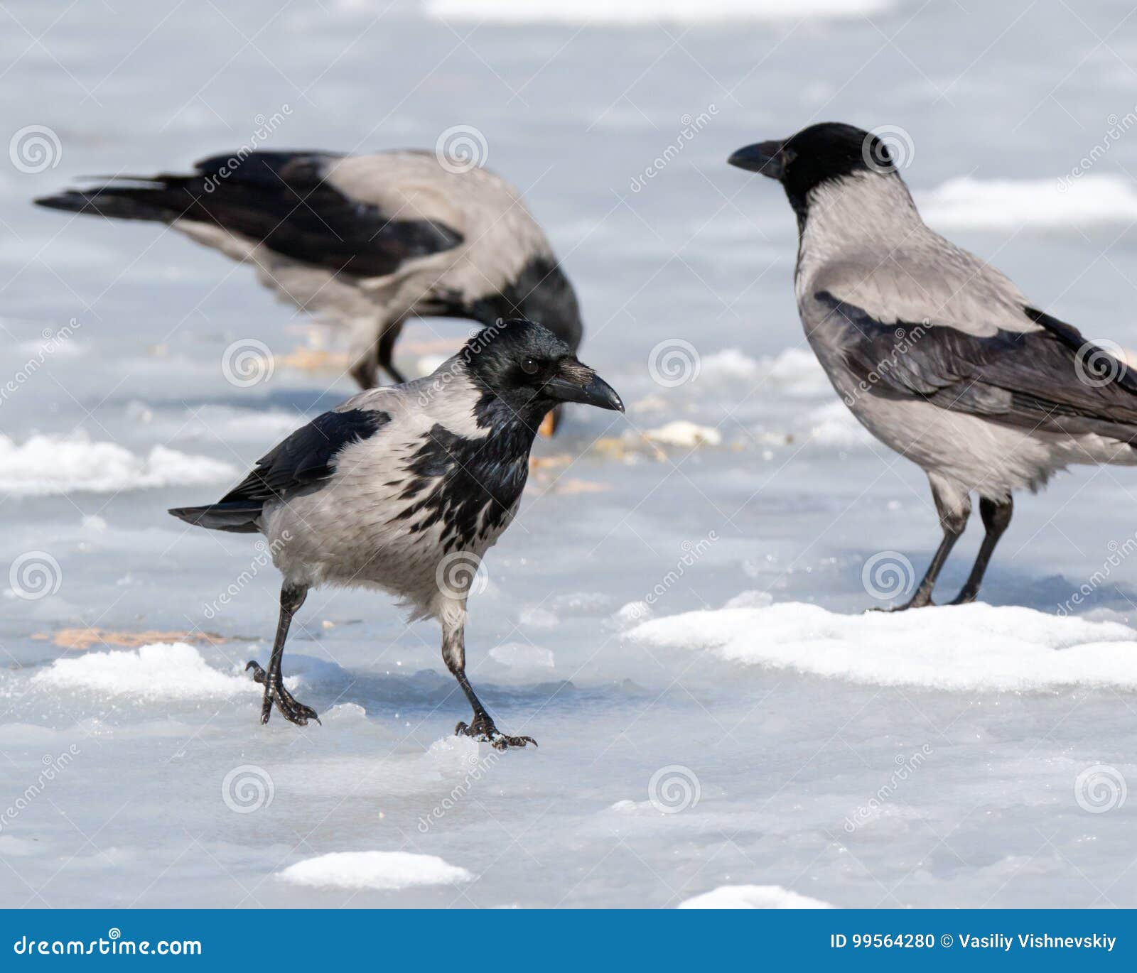 Hooded Crow Corvus cornix. stock photo. Image of feeding - 99564280