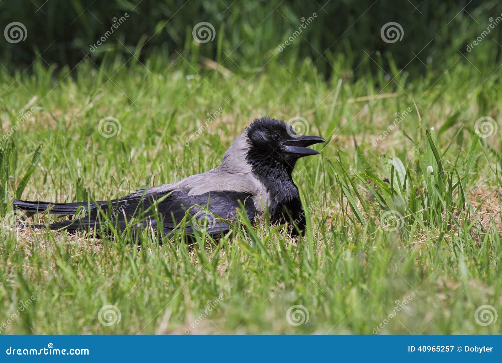 Hooded Crow (Corvus Cornix). Stock Image - Image of cornix, hoodiecrow ...