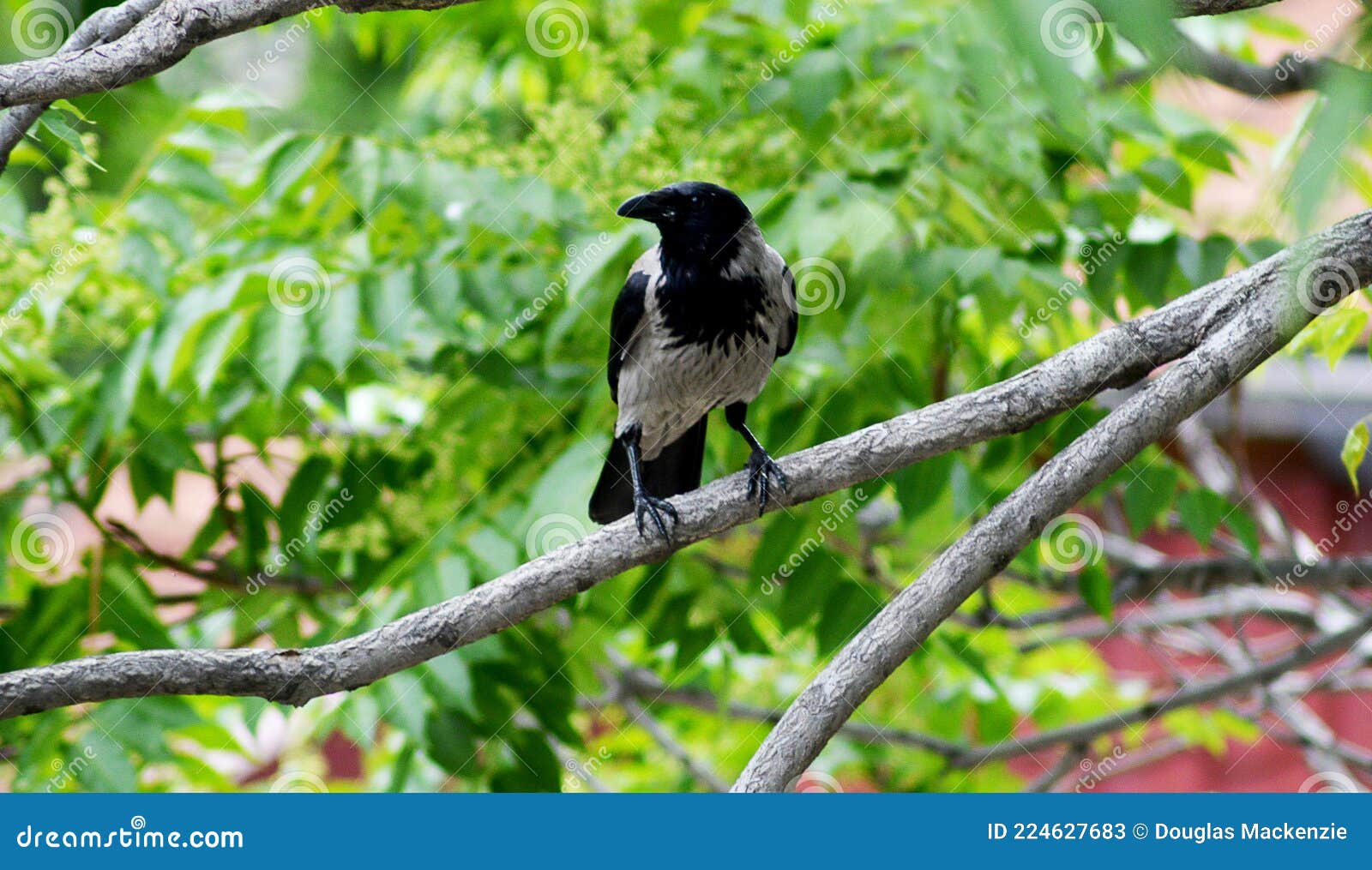 Hooded Crow Cornus Corvix Perched on Tree Branch Stock Image - Image of ...