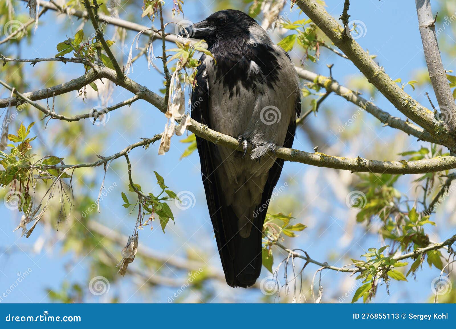 The Hooded Crow (Corvus Cornix) Stock Image - Image of feather, crow ...