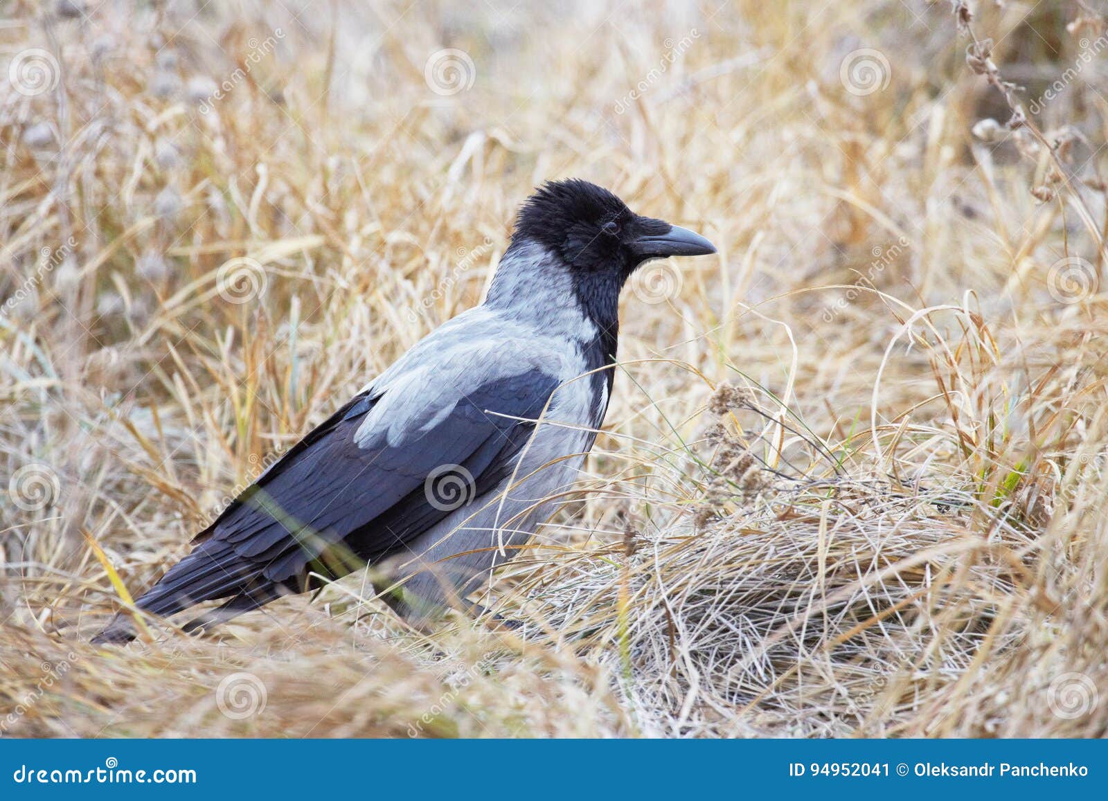 Hooded Crow Corvus Cornix Standing Side View Stock Image - Image of ...