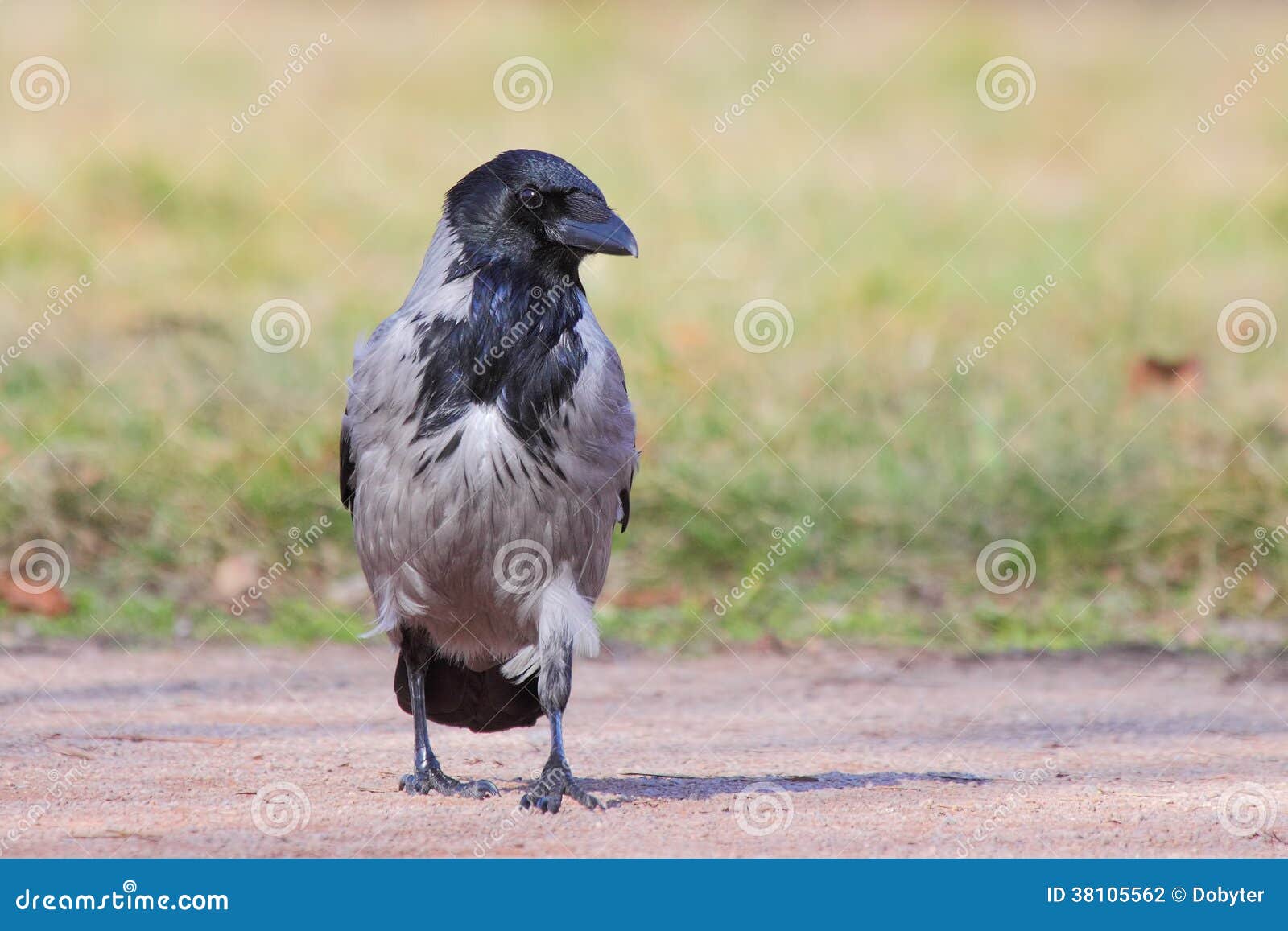 Hooded Crow (Corvus Cornix). Stock Photo - Image of feathers, fauna ...