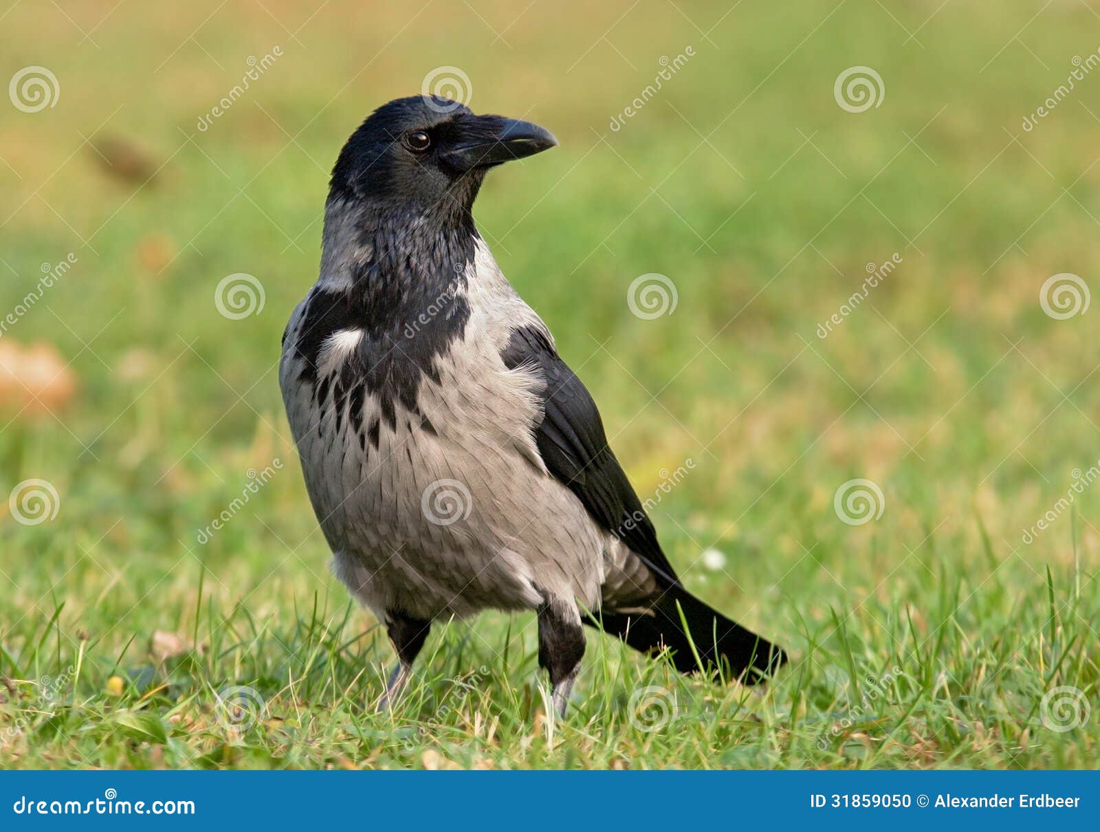 Hooded crow stock photo. Image of corvus, hooded, large - 31859050