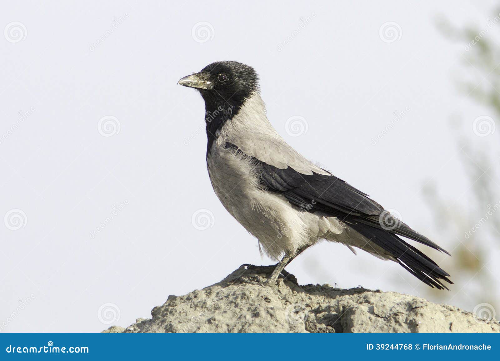 Hooded Crow (Corvus Corone Cornix) Stock Photo - Image of baltic, crow ...