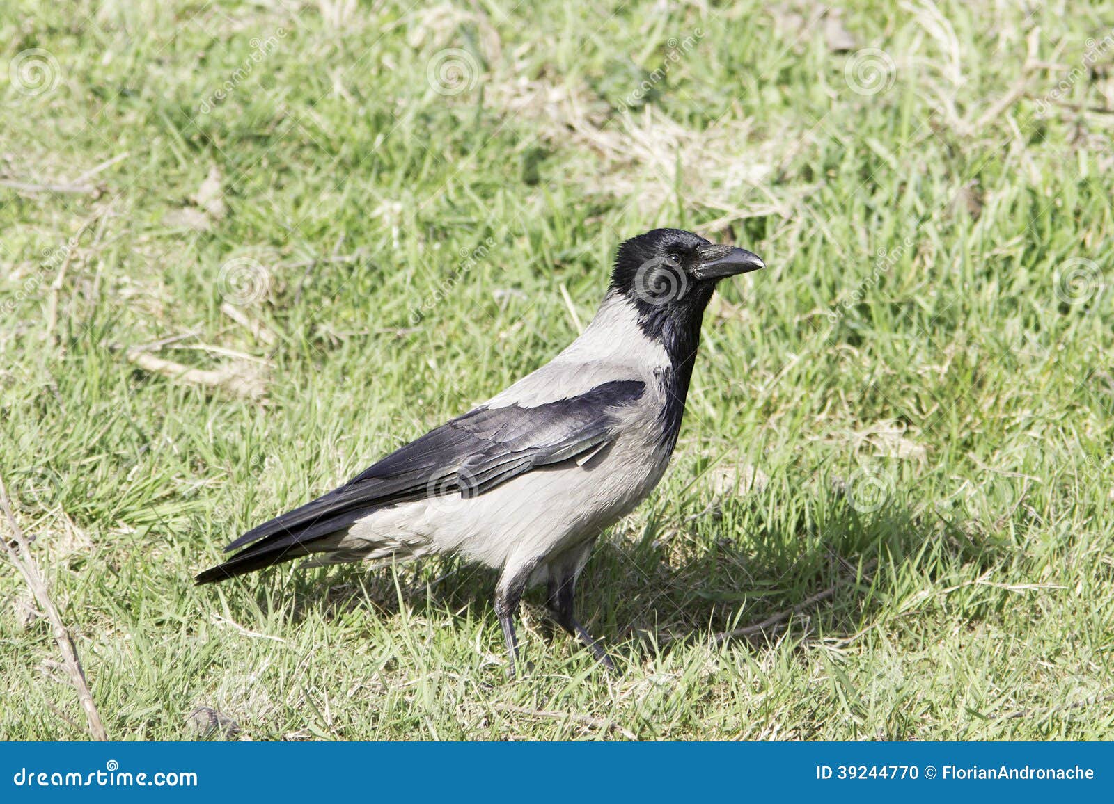 Hooded Crow (Corvus Corone Cornix) Stock Photo - Image of birdwatching ...