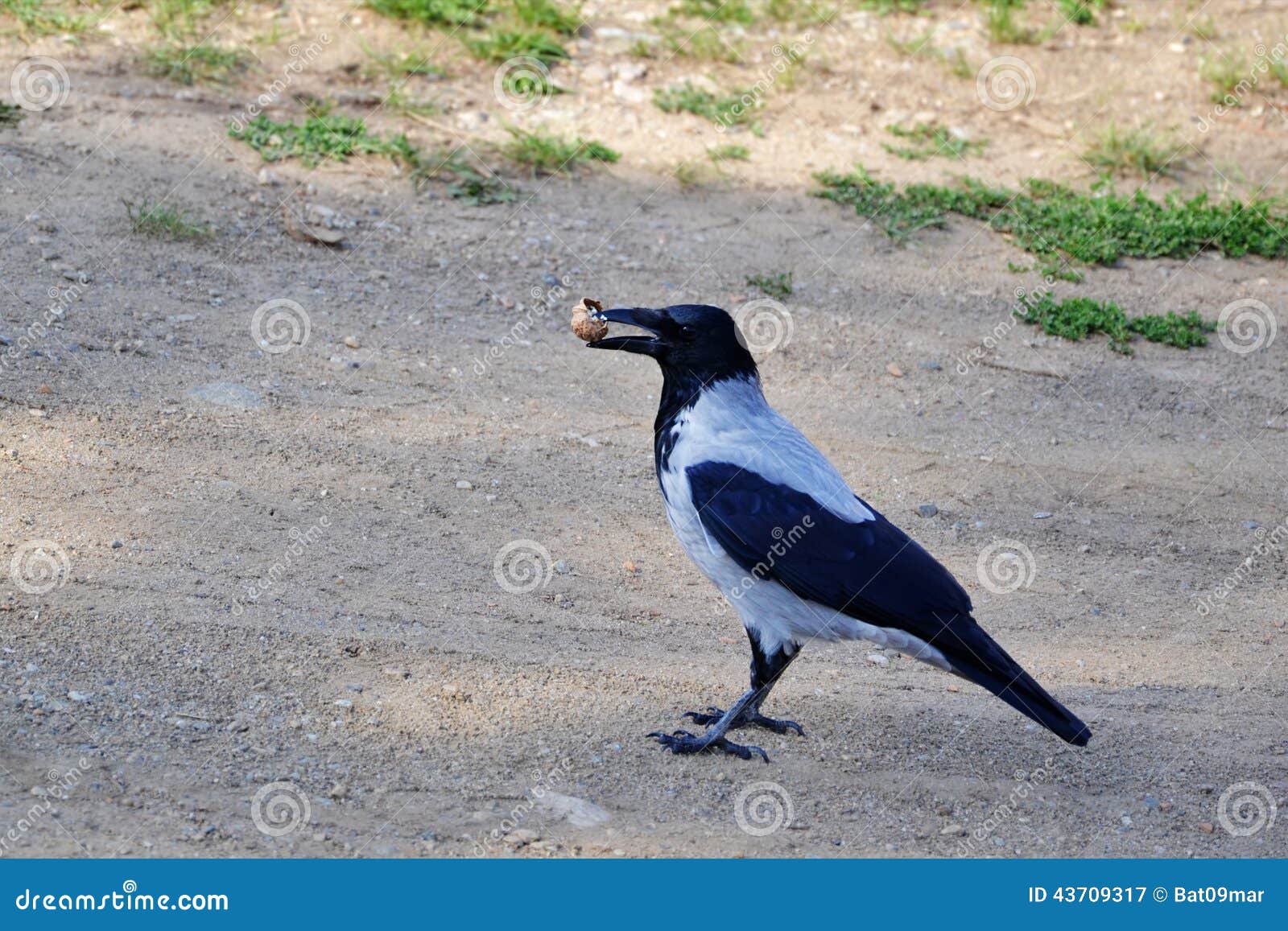 Hooded Crow Eating Nuts (Corvus Corone Cornix) Stock Image - Image of ...
