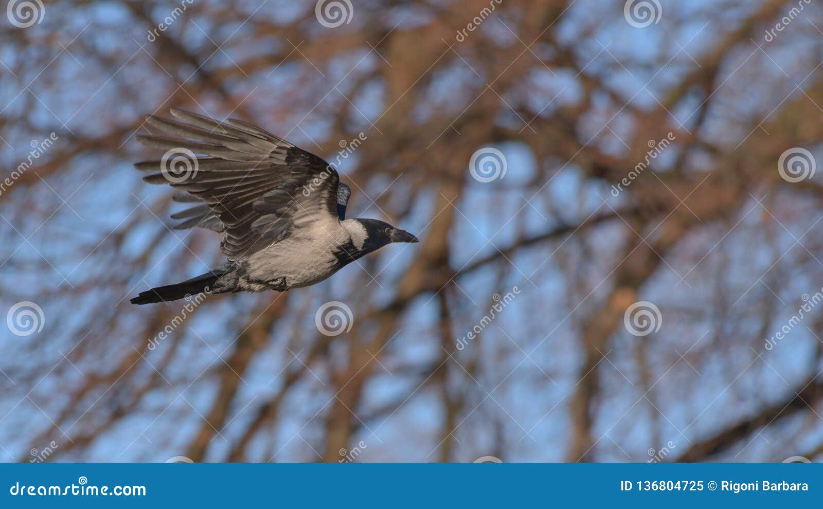Hooded crow in flight in stock image. Image of yellow - 136804725