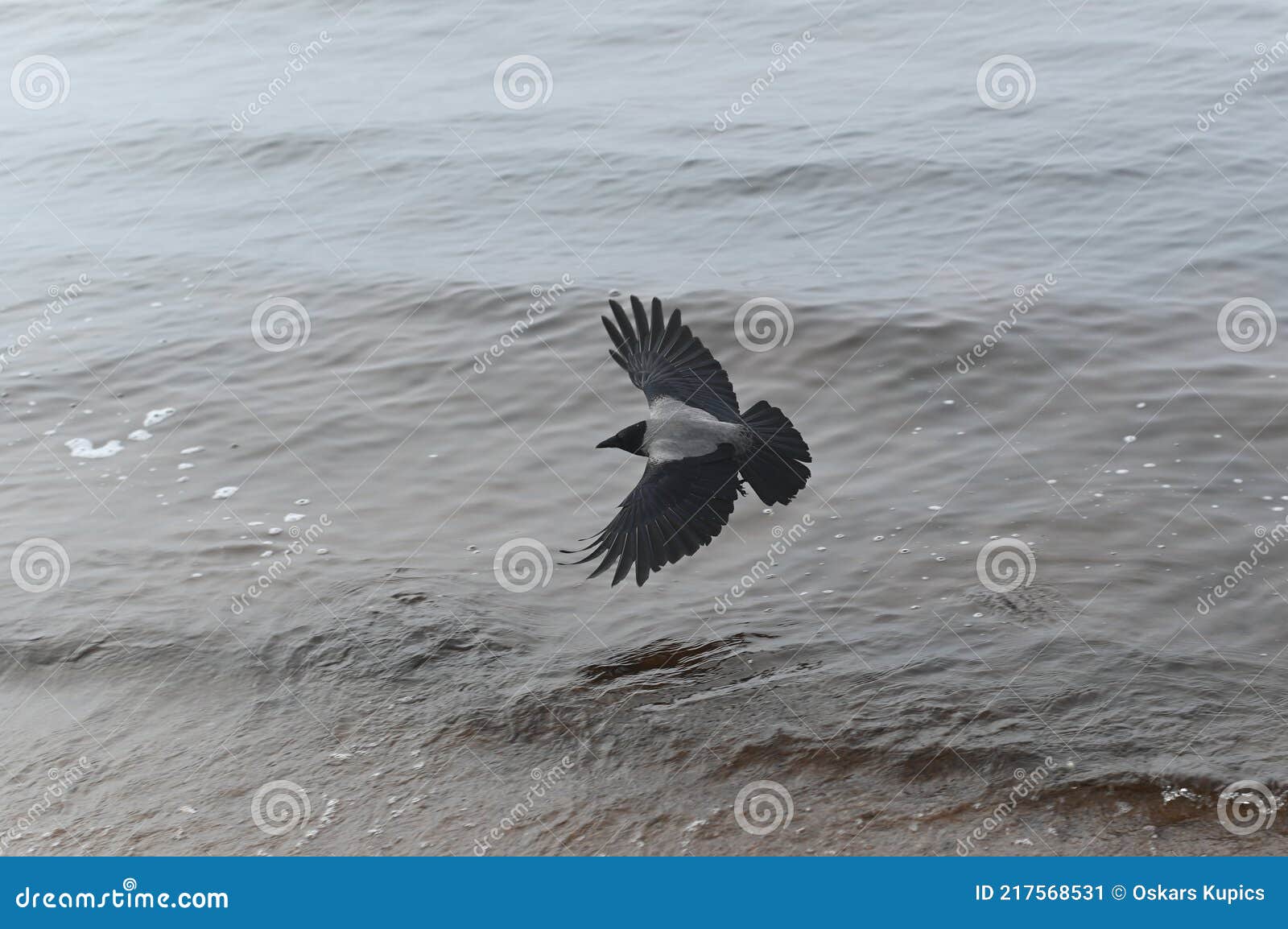 Crow With Wide-spread Wings Stock Image | CartoonDealer.com #35249149