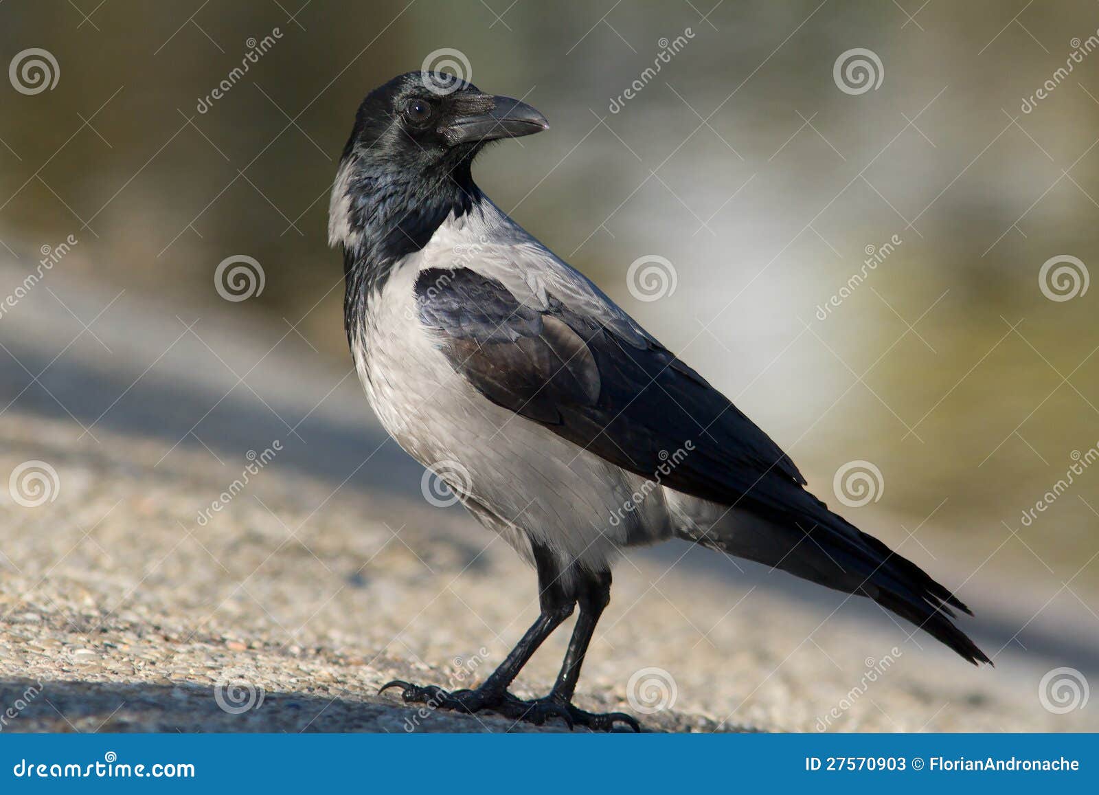 Hooded Crow on the Ground / Corvus Cornix Stock Image - Image of grass ...