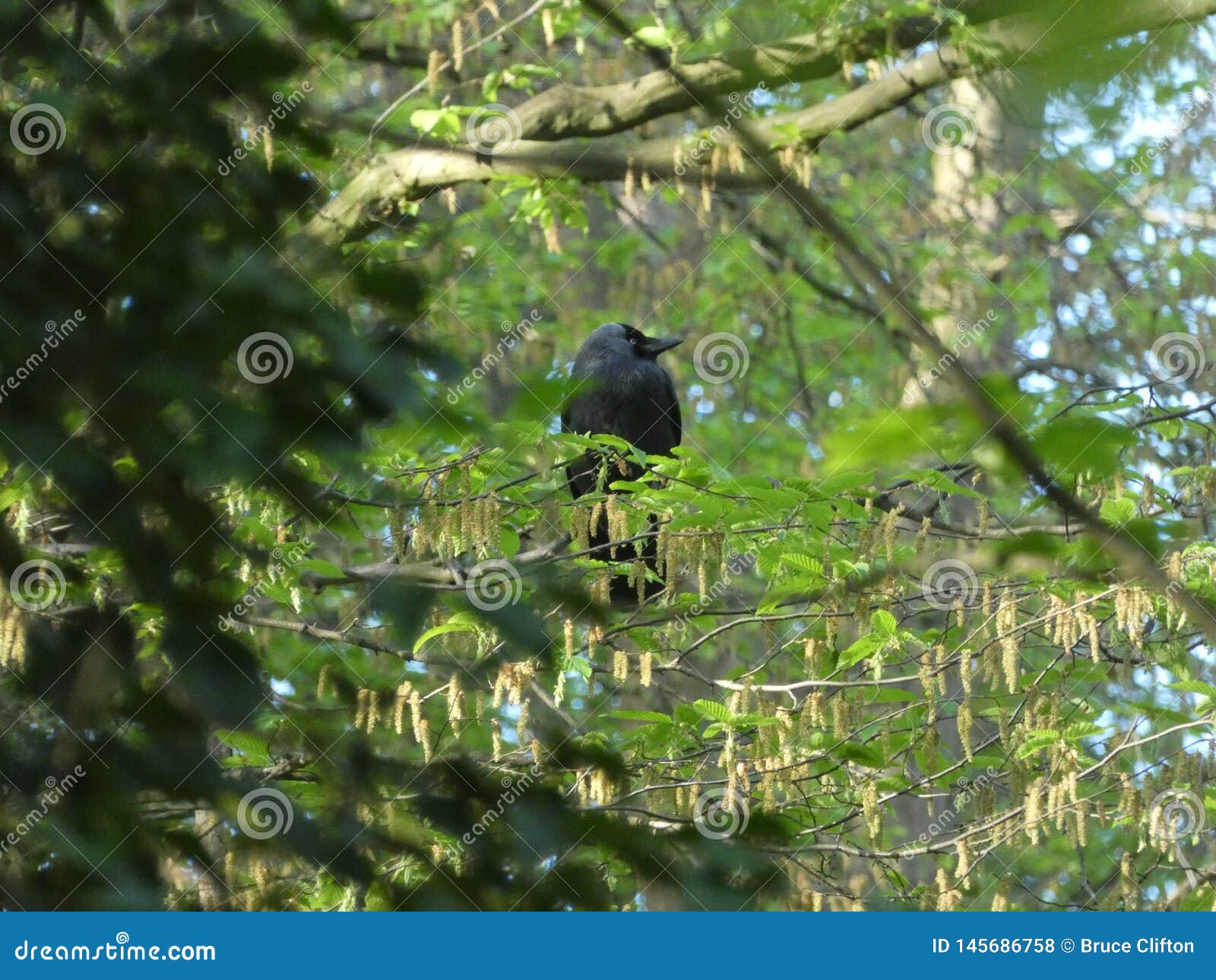 Hooded Crow Hiding in an Ash Tree Stock Photo - Image of crow, british ...