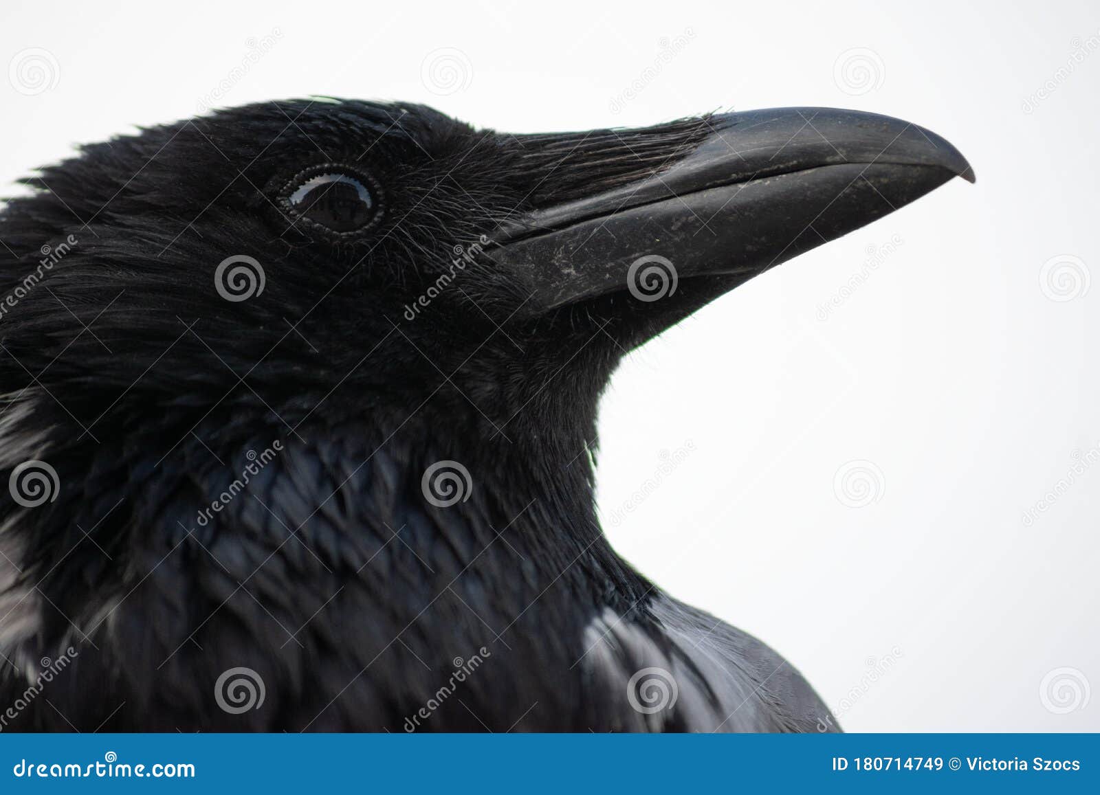 Hooded crow stock image. Image of bird, springtime, spring - 180714749