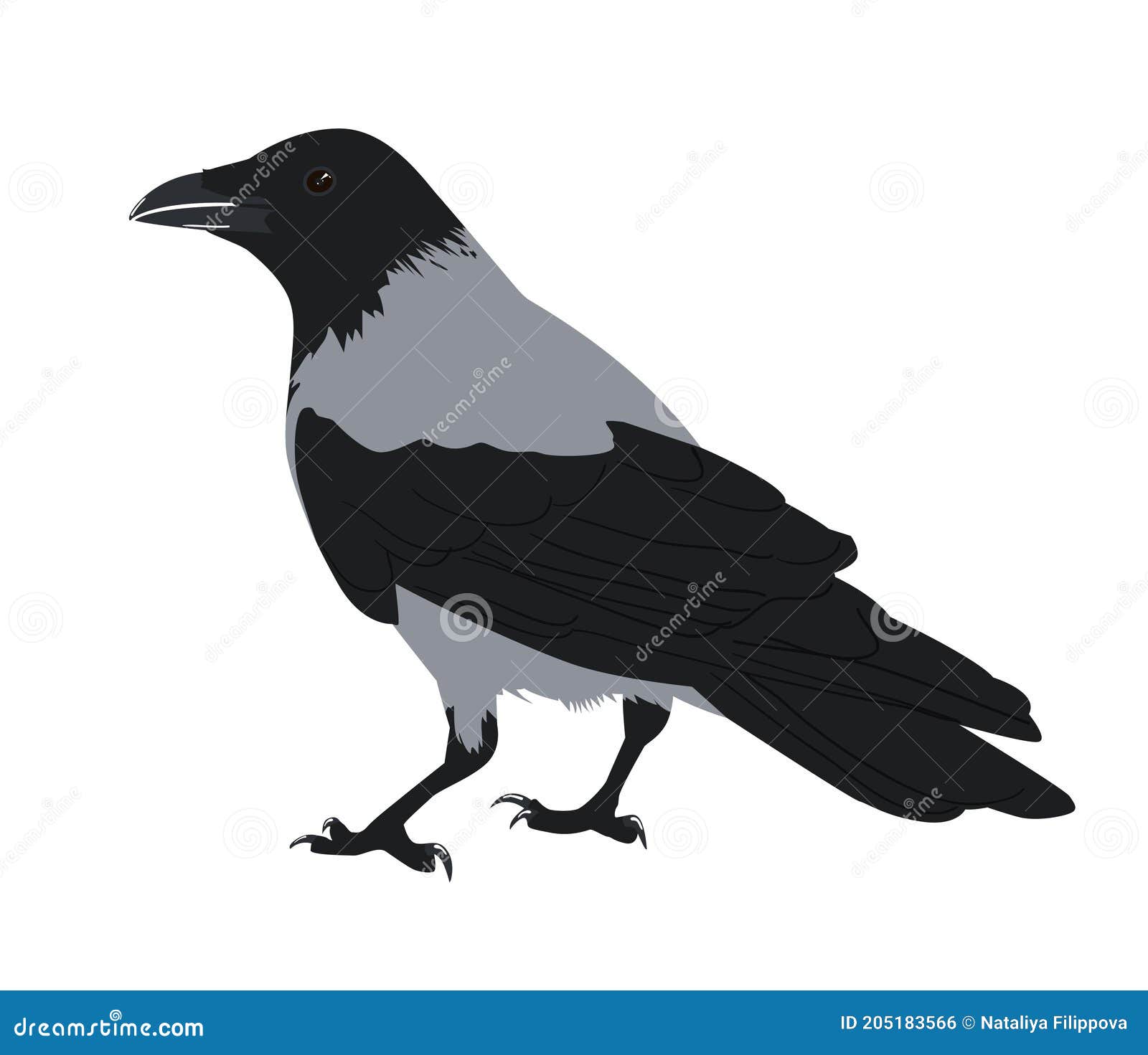 Hooded Crow Profile Head In Black And White Ink Line Drawing Stock ...