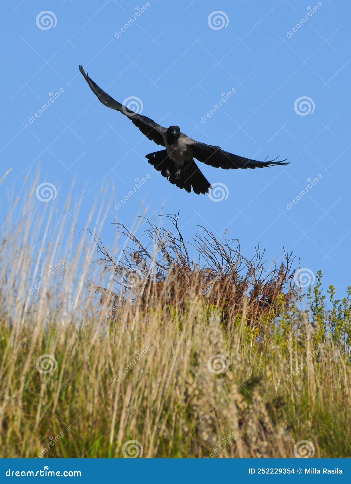 Hooded Crow Landing on a Meadow Stock Photo - Image of countryside ...