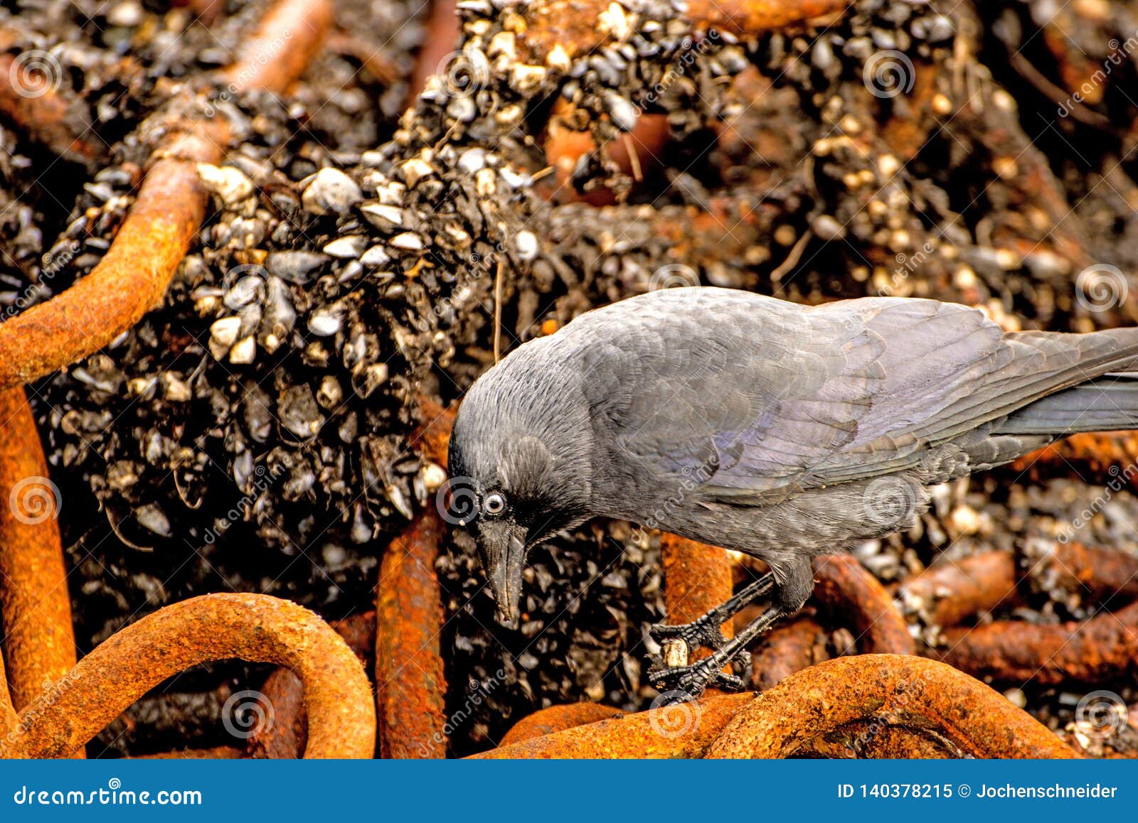Hooded Crow Looking for Food between a Chain Stock Image - Image of ...