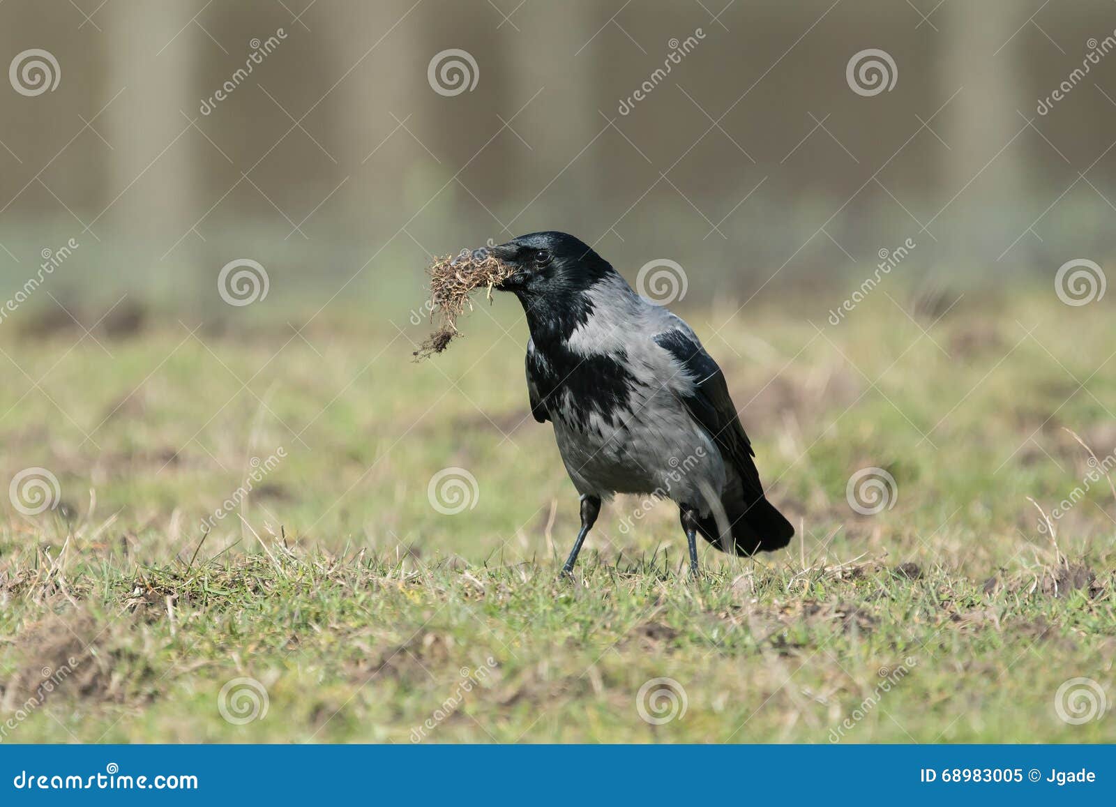 Hooded Crow with Nesting Material Stock Image - Image of standing ...