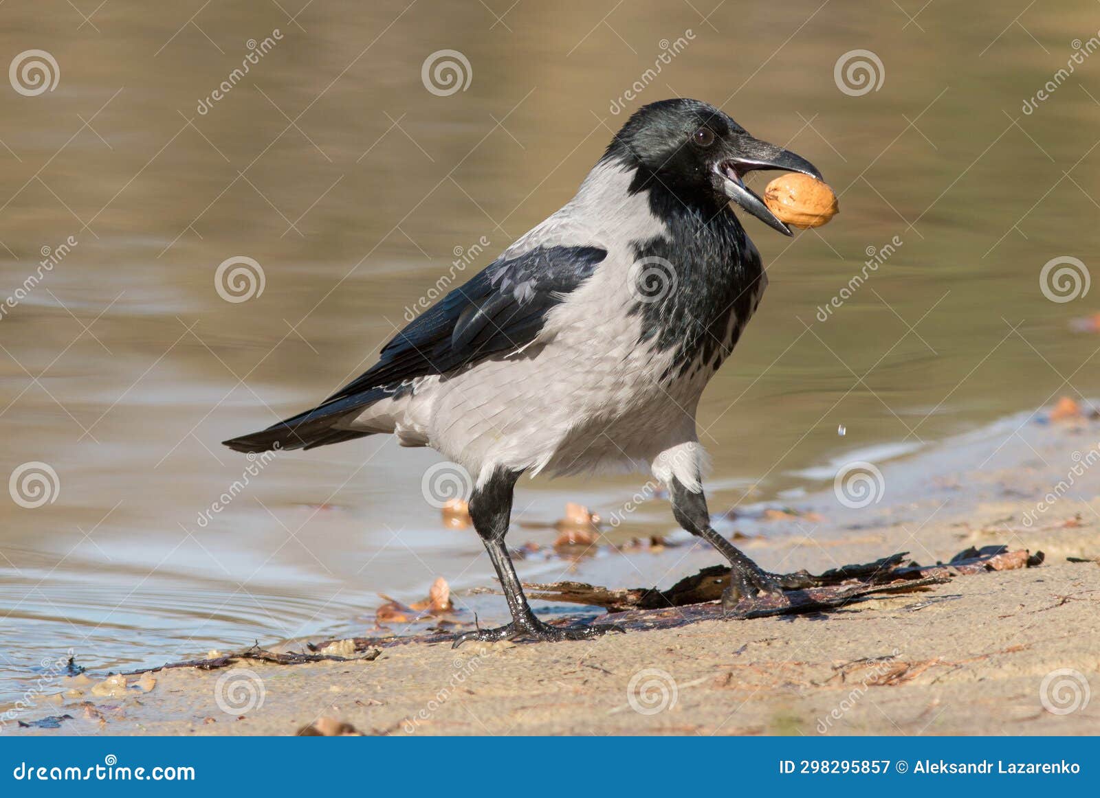 Hooded Crow with a Nut in Its Beak Stock Image - Image of magpie, beak ...