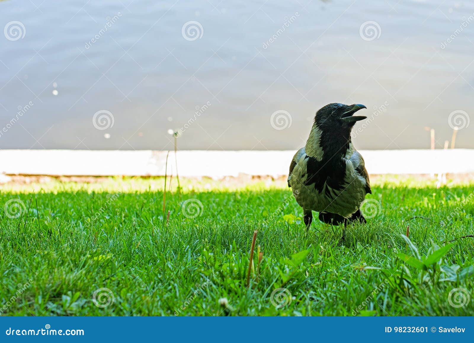 Hooded Crow with an Open Beak Stock Image - Image of crow, avian: 98232601