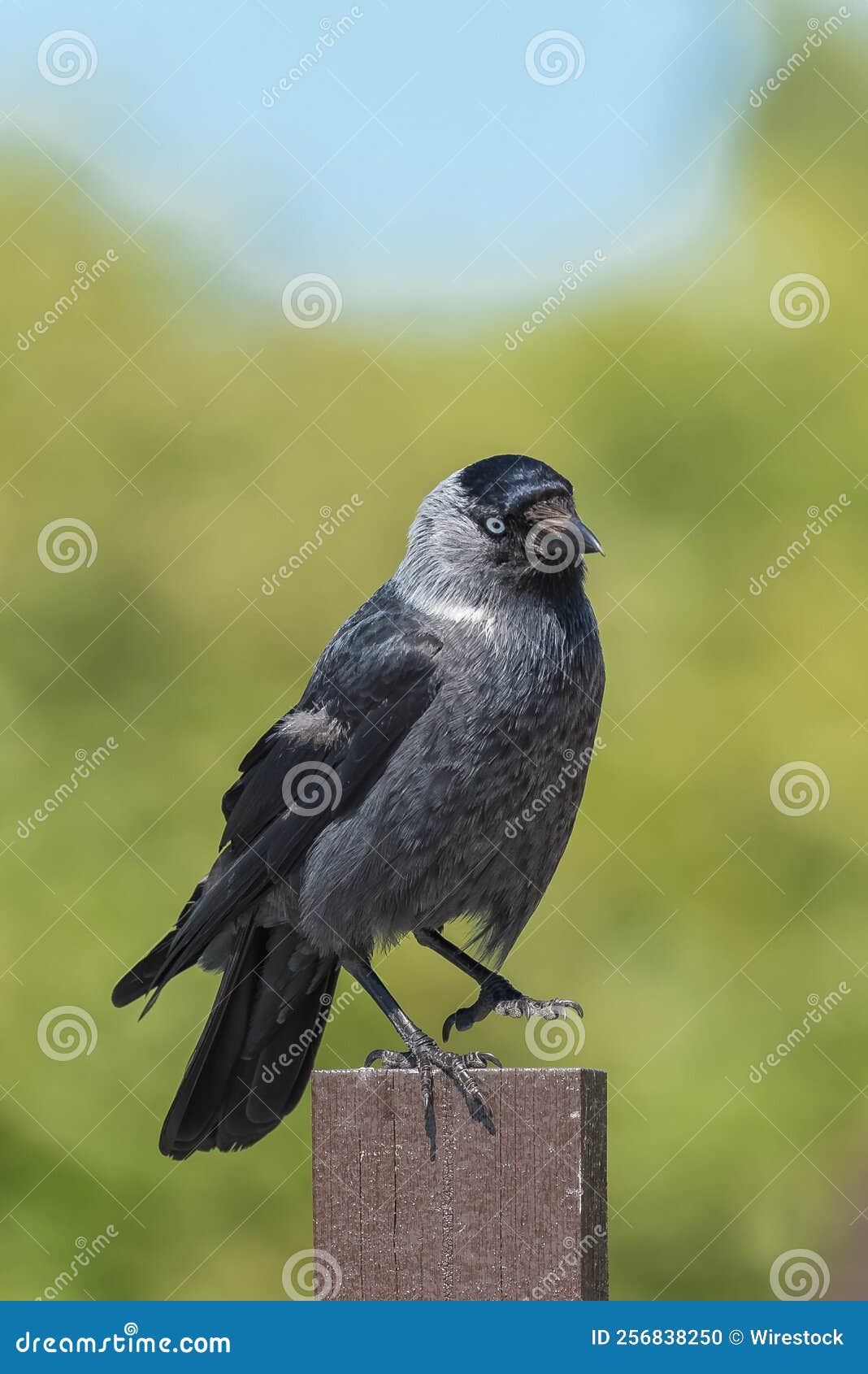 Hooded Crow Perching on a Wooden Picket Stock Photo - Image of hooded ...