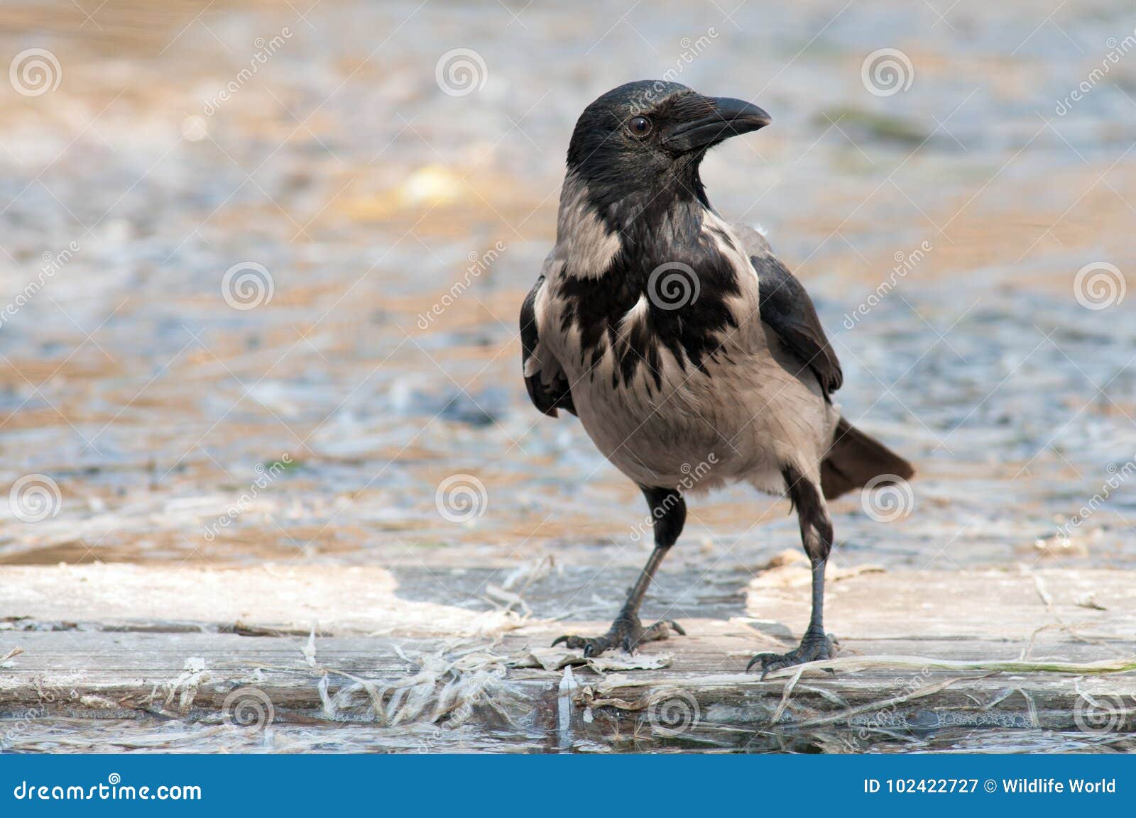 Hooded Crow stock image. Image of wildlife, hoodedcrow - 102422727