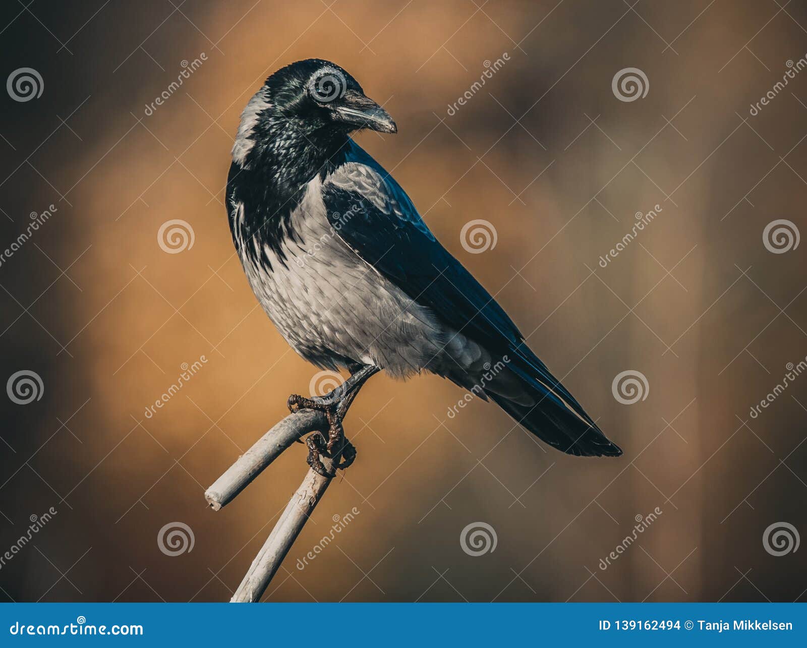 Hooded crow portrait stock photo. Image of black, outdoors - 139162494