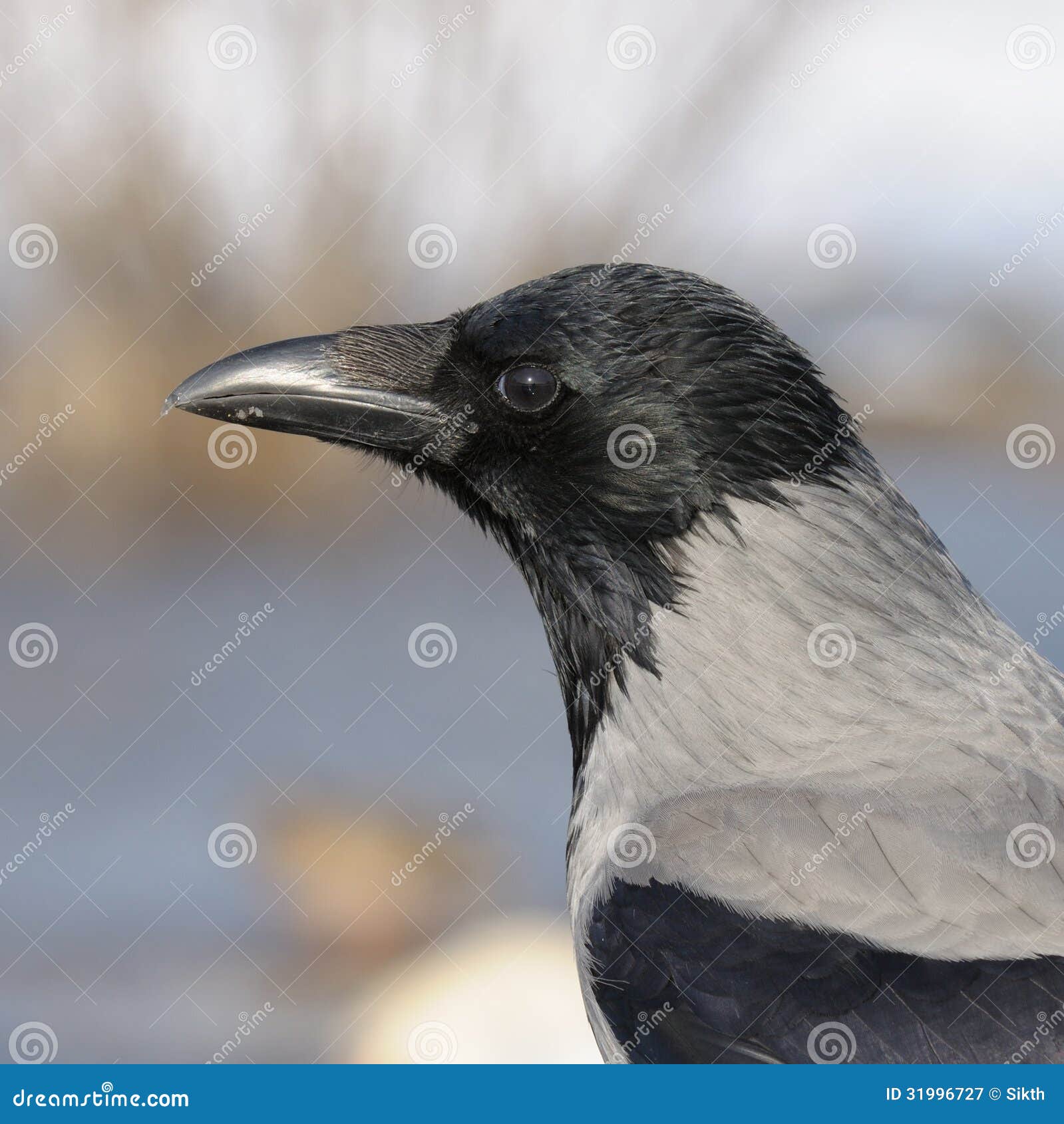 Hooded Crow in Profile Closeup Stock Image - Image of space, closeup ...