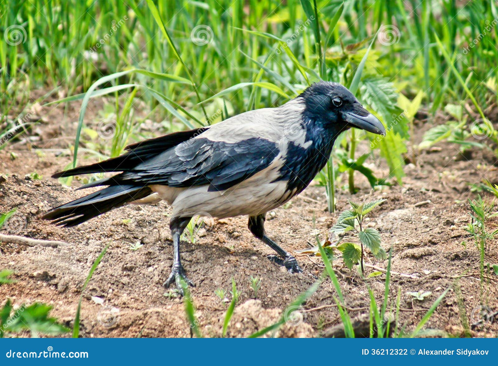 Hooded crow stock photo. Image of multi, gray, branch - 36212322