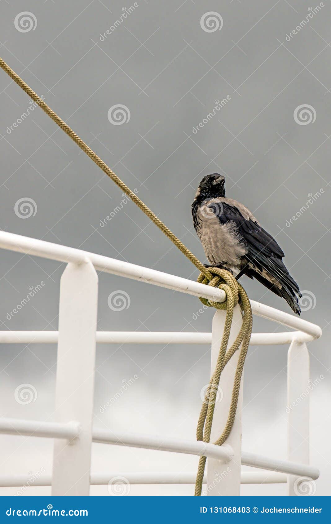 Hooded crow on a railing stock image. Image of outdoor - 131068403