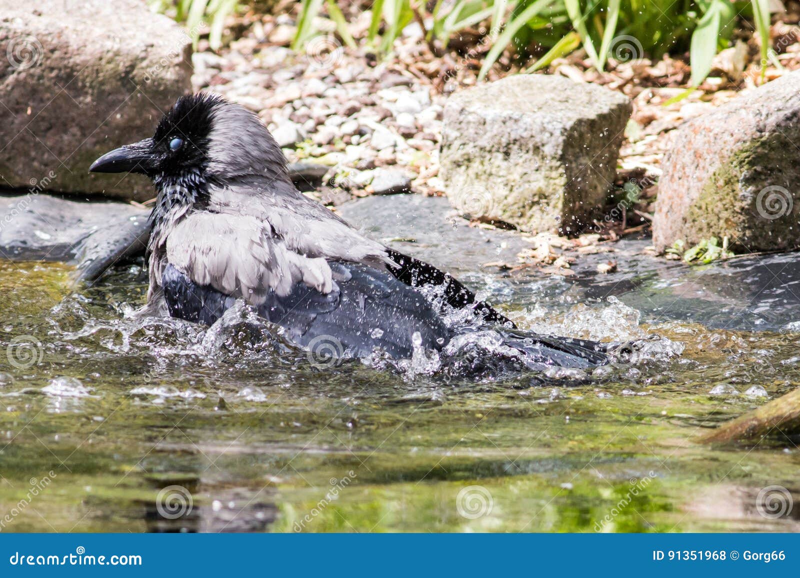 The hooded crow stock photo. Image of field, carrion - 91351968